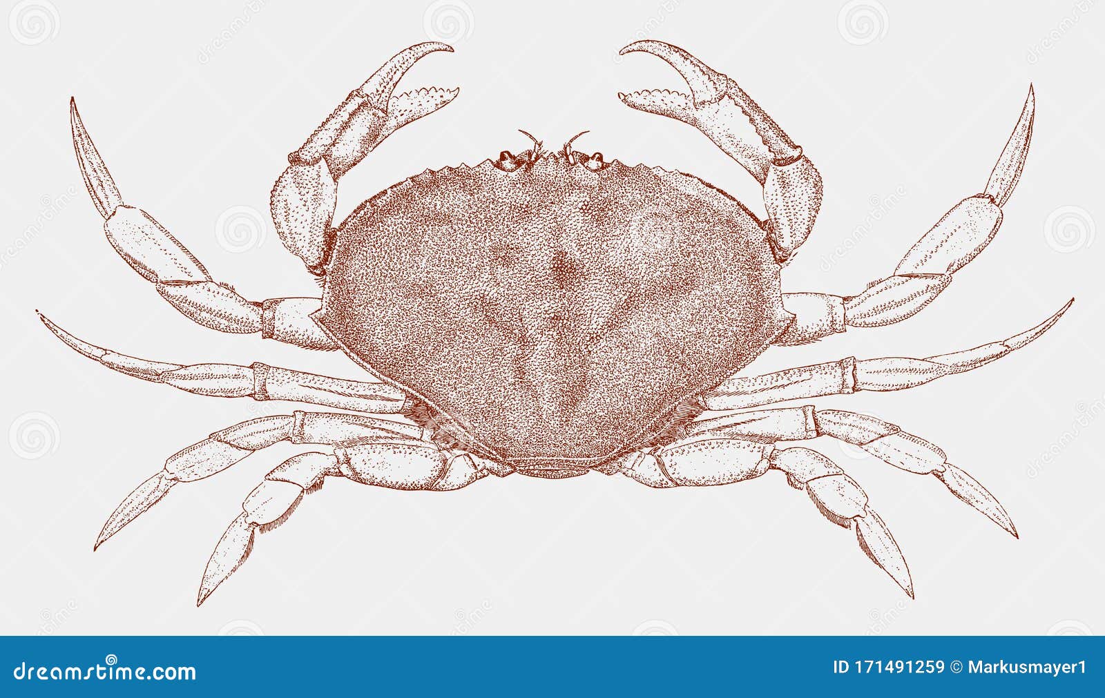Dungeness Crab Vector Illustration Transparent Background ...