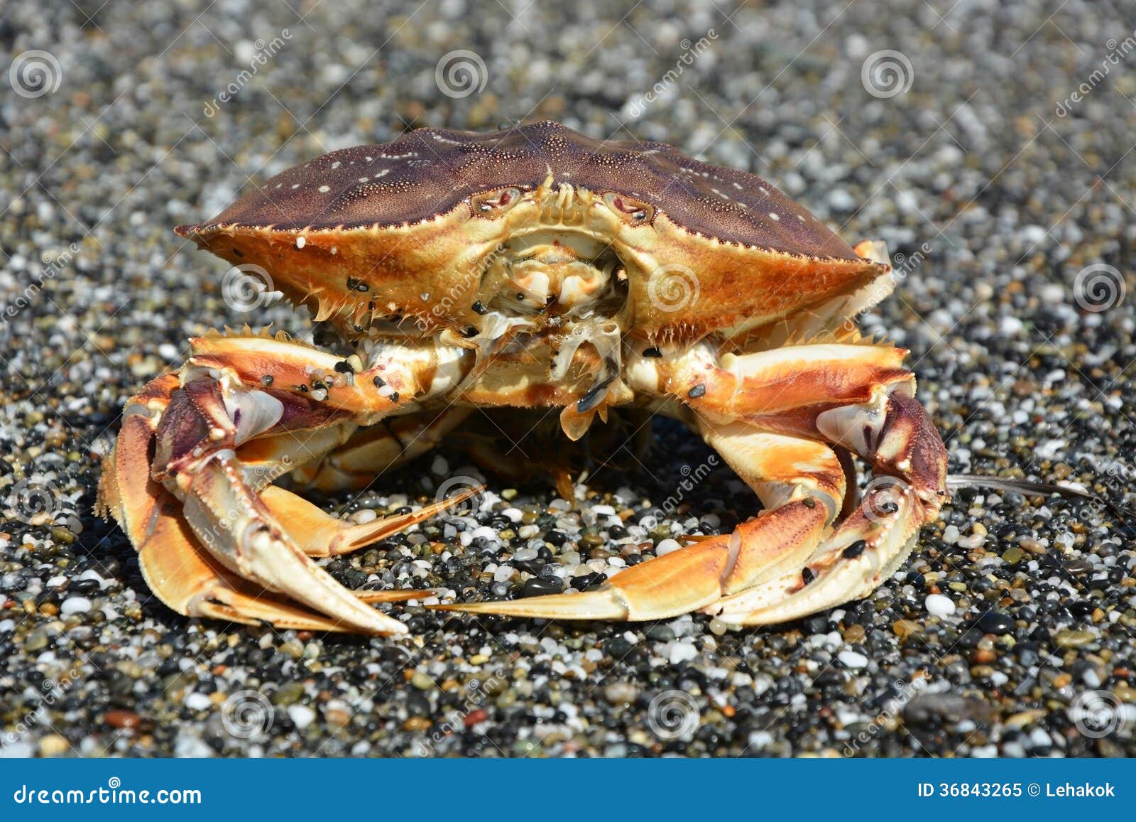 Dungeness krabba fotografering för bildbyråer. Bild av kulinariskt ...