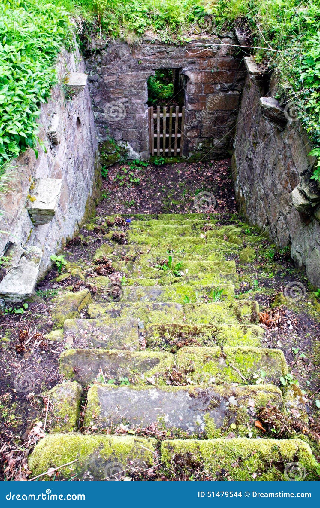 The dungeon gate stock photo. Image of vines, concealed - 51479544