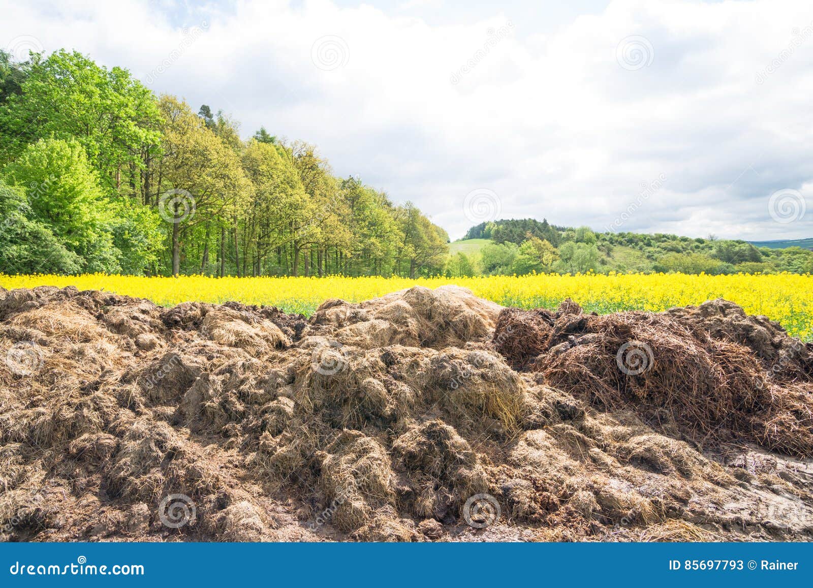 Dunghill Besides a Oilseed Field Stock Image - Image of country, bloom ...