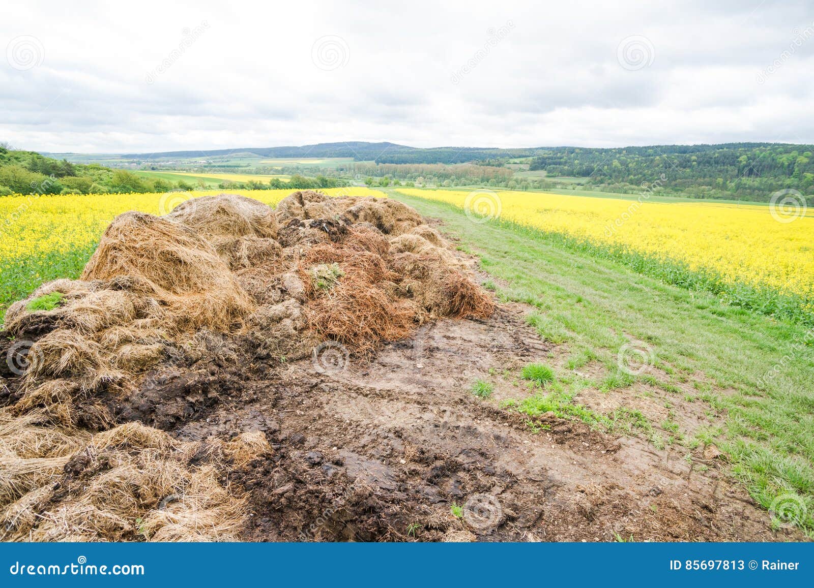 Dunghill Besides a Oilseed Field Stock Image - Image of grain, blossom ...