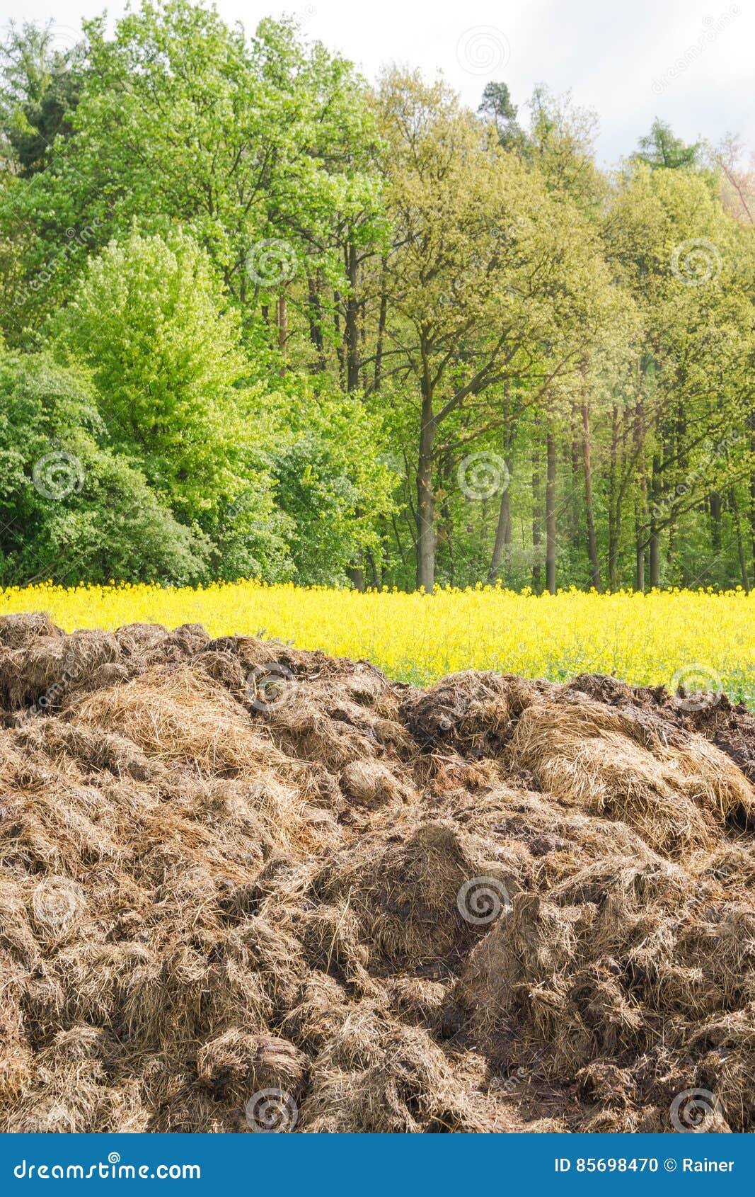 Dunghill Besides a Oilseed Field Stock Photo - Image of dung, corn ...