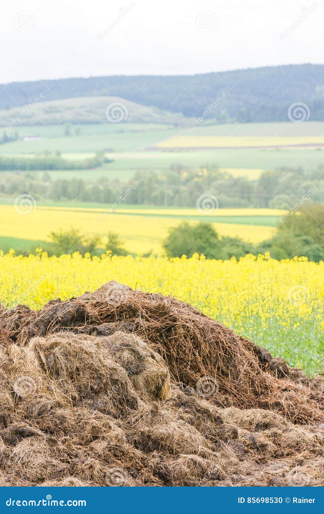 Dunghill Besides a Oilseed Field Stock Photo - Image of cereal, dung ...
