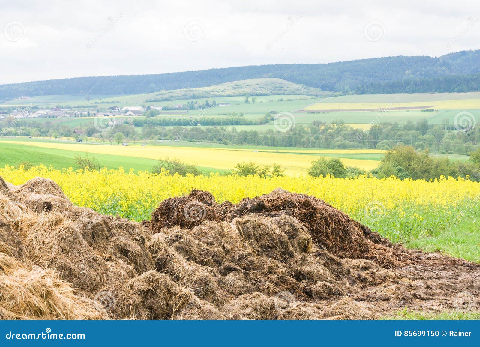 Dunghill Besides a Oilseed Field Stock Photo - Image of agricultural ...