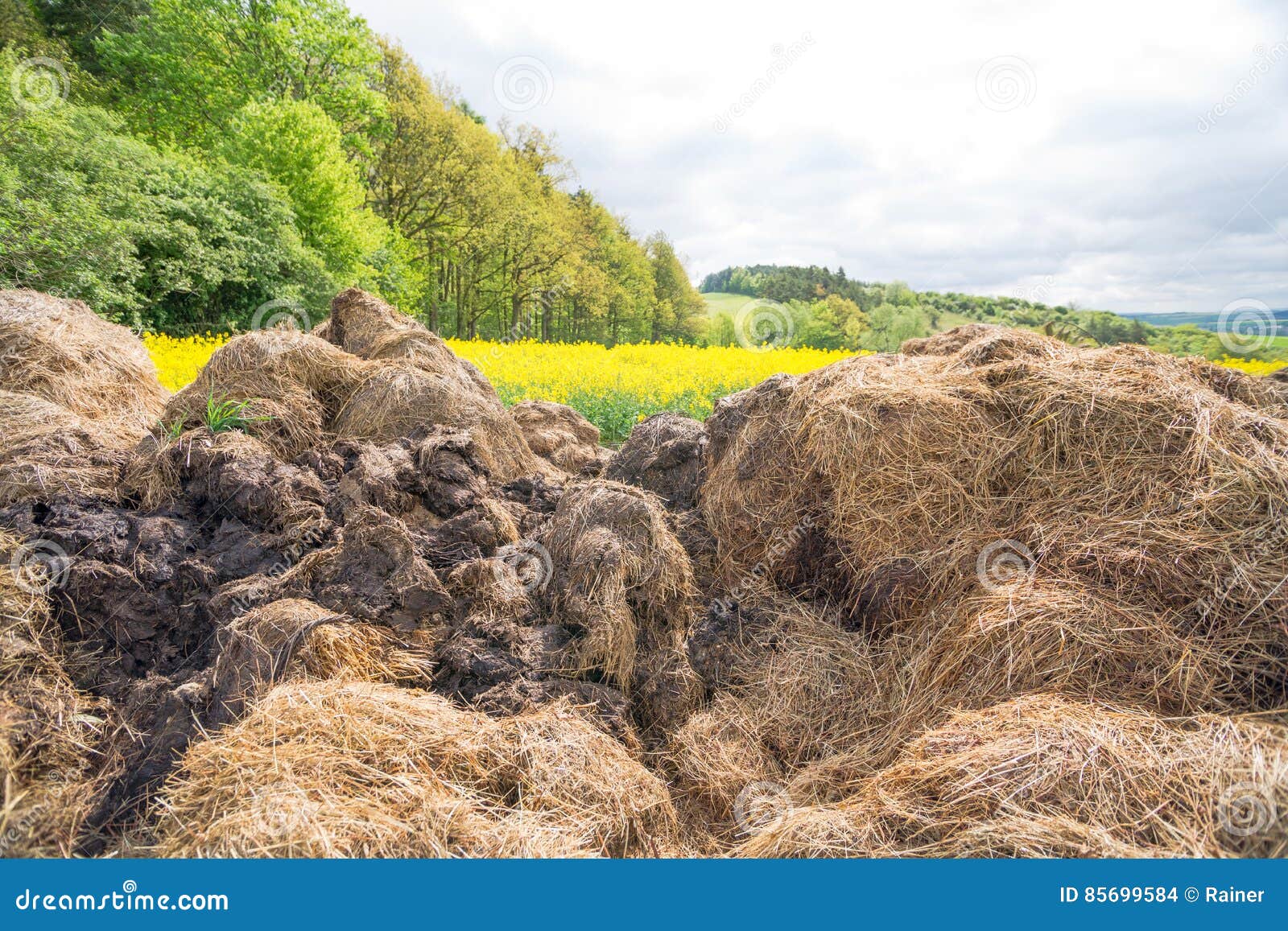 Dunghill Besides a Oilseed Field Stock Photo - Image of grain, natural ...