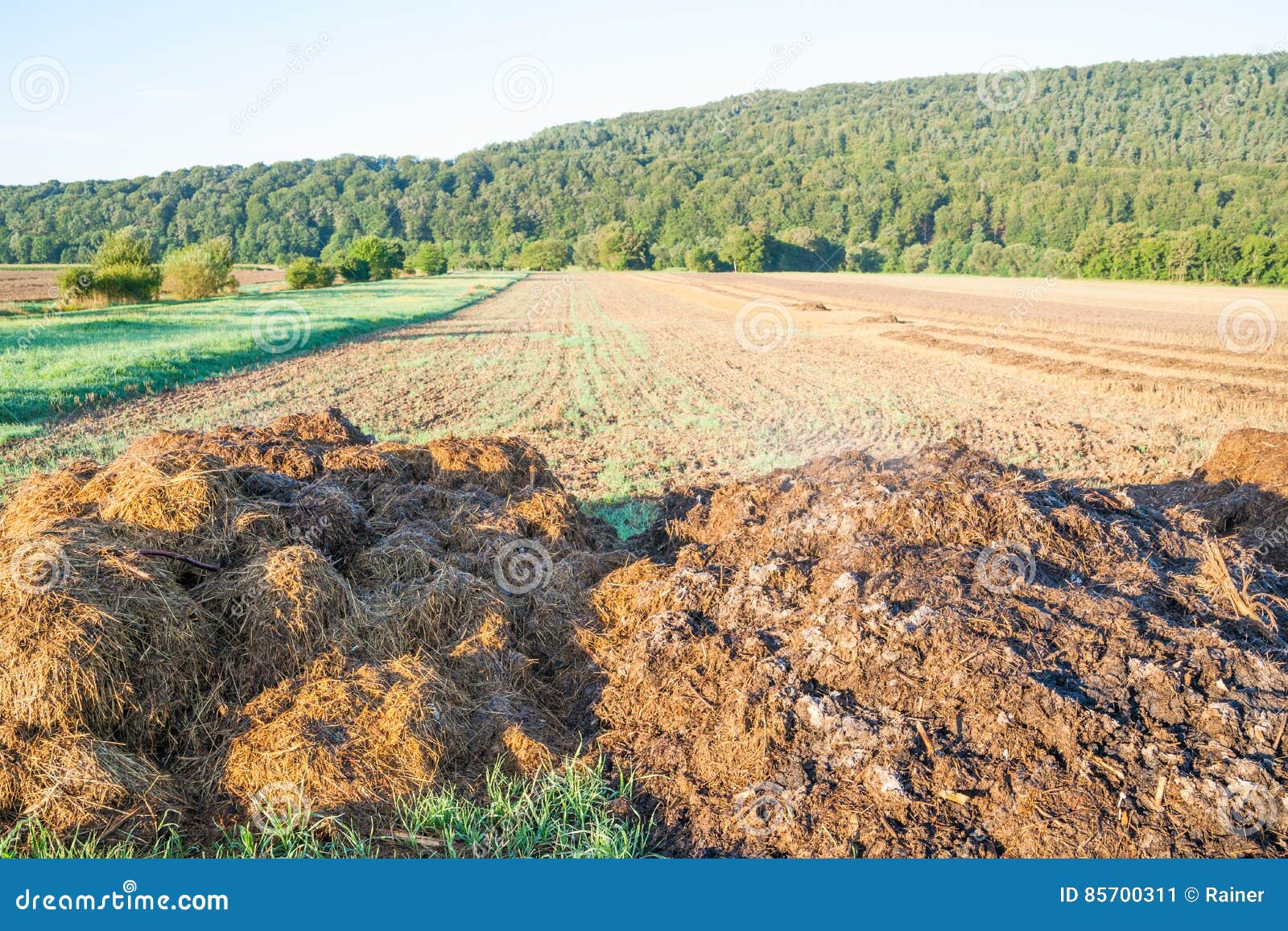 Dunghill Besides a Wheat Field Stock Image - Image of hill, cereal ...