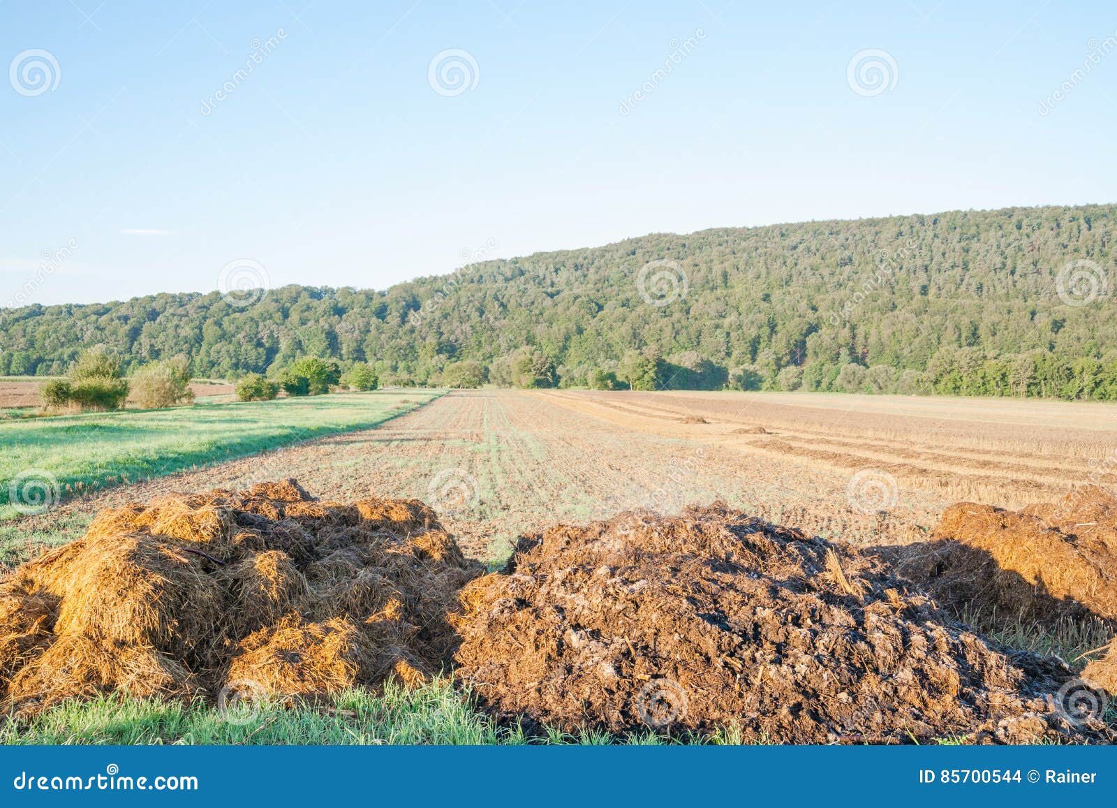Dunghill Besides a Wheat Field Stock Photo - Image of corn, field: 85700544