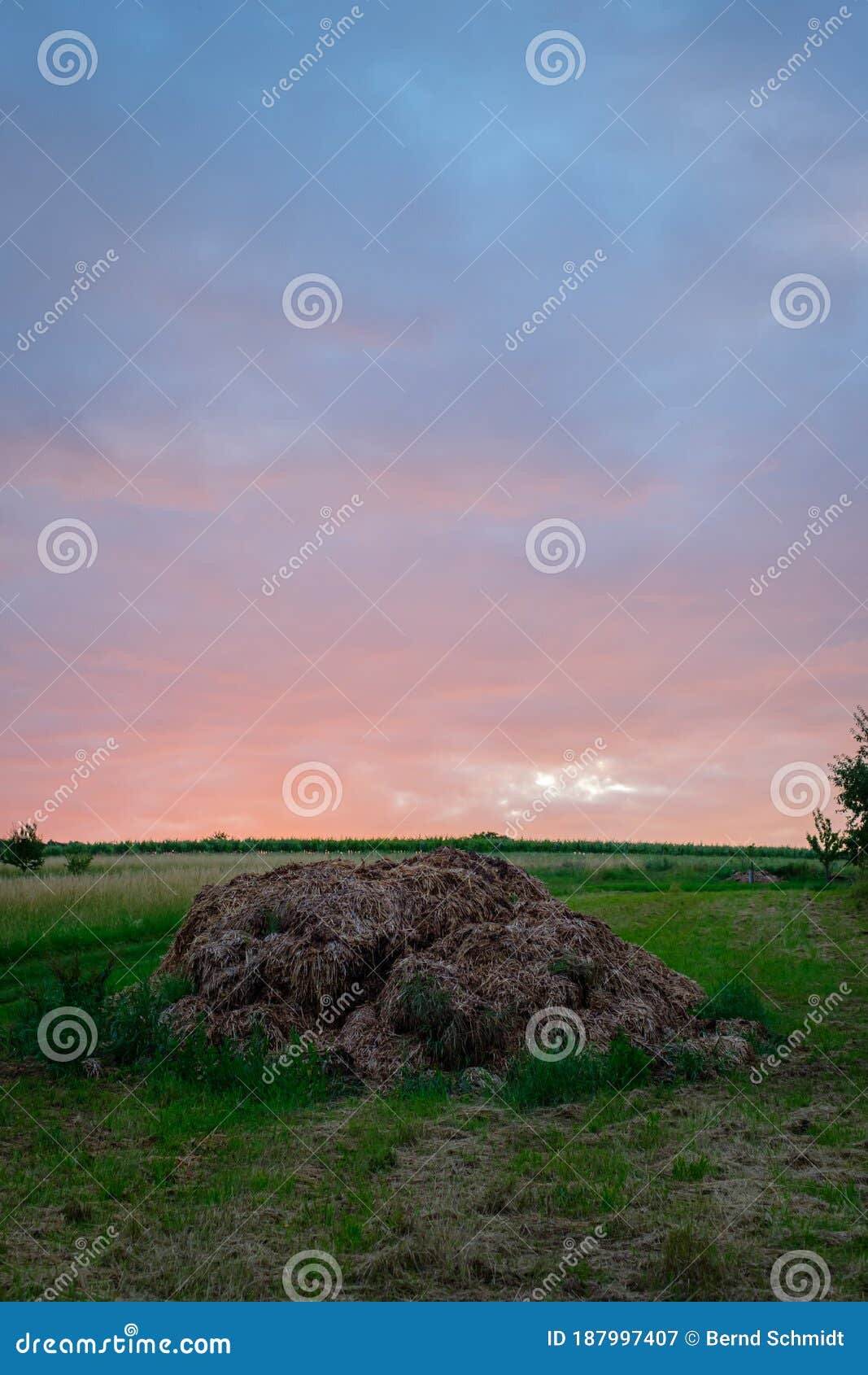 Dunghill in Dawn Vertical Format Stock Image - Image of ecology ...
