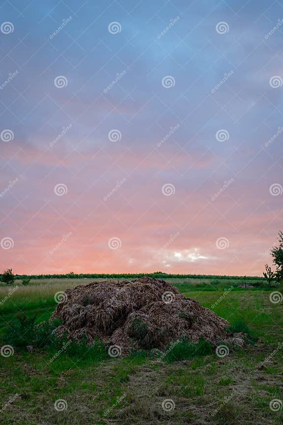 Dunghill in Dawn Vertical Format Stock Image - Image of ecology ...