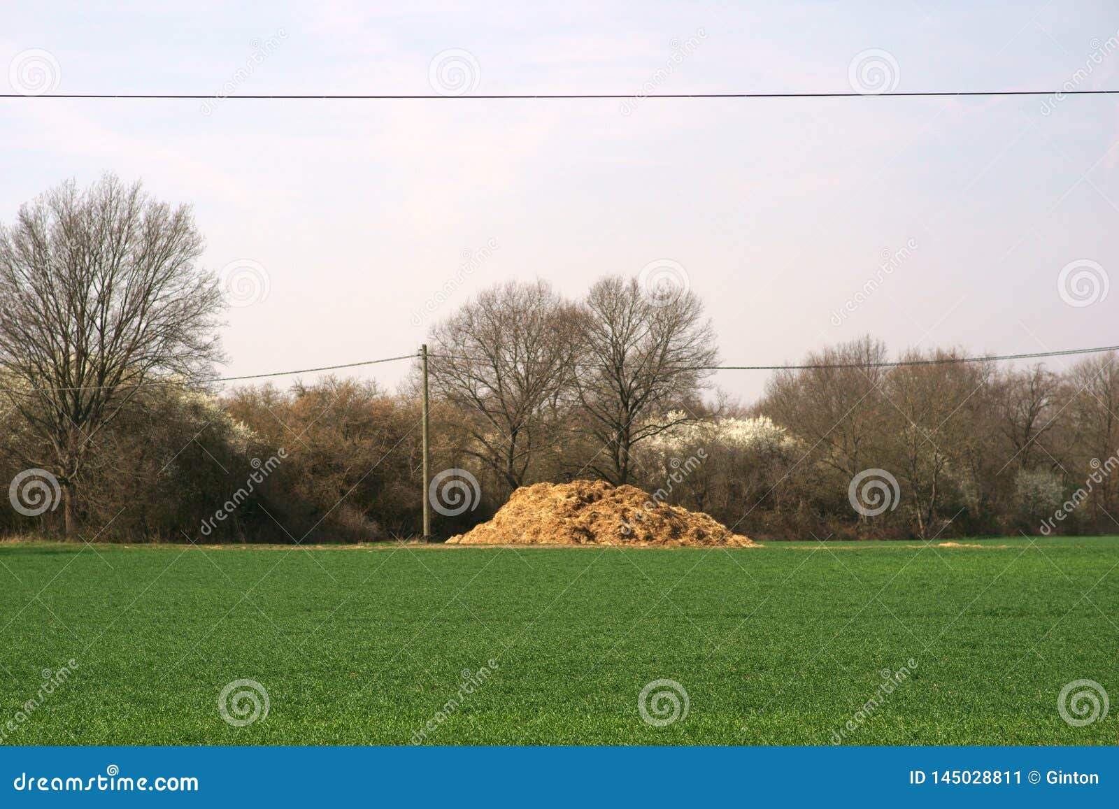 Dunghill on field stock image. Image of forest, straw - 145028811
