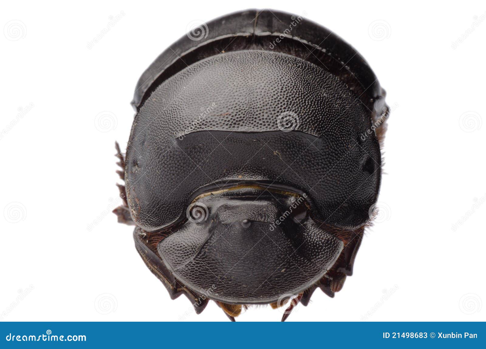 Dunk beetle stock image. Image of small, entomology, black - 21498683