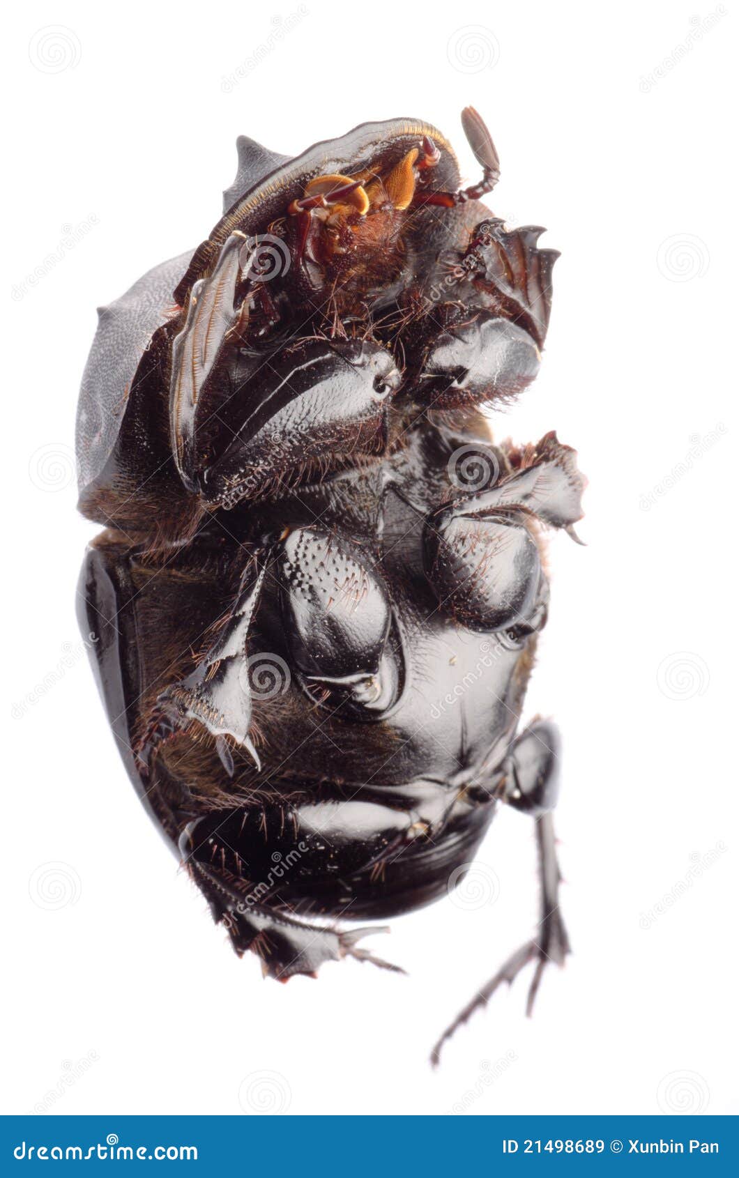Dunk beetle stock image. Image of dung, disgust, white - 21498689
