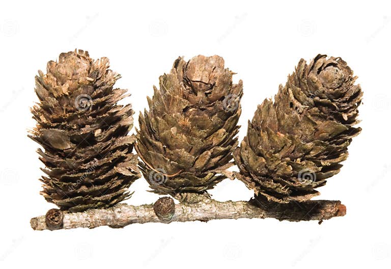 Dunkeld Larch Tree Cones stock photo. Image of dunkeld - 8754520