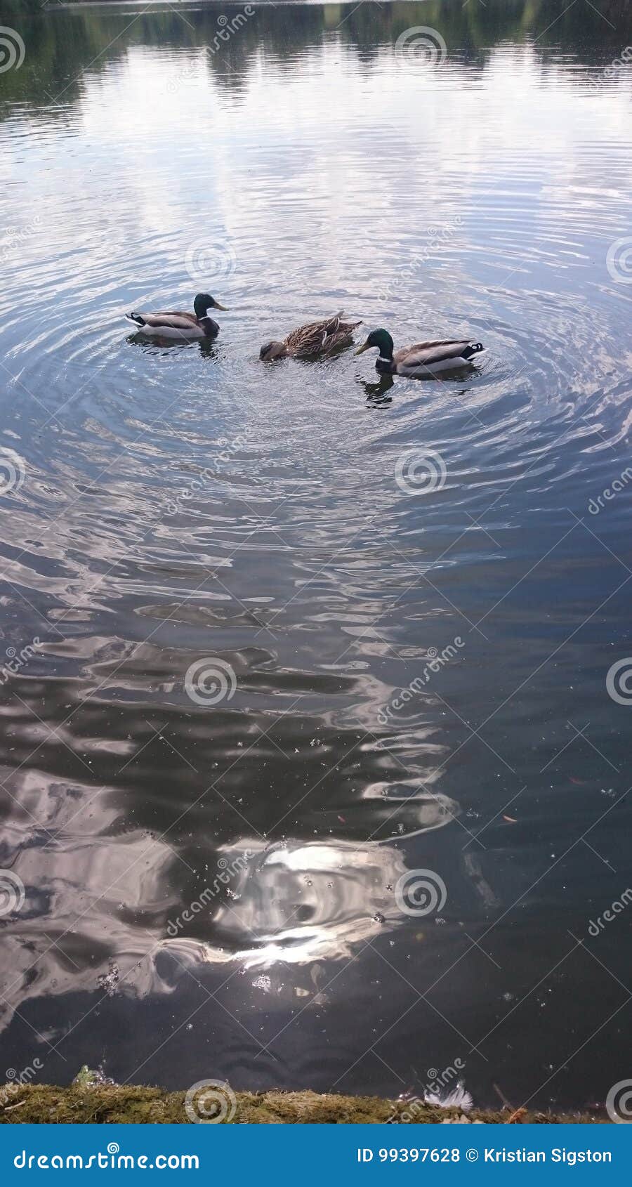 Dunking ducks stock photo. Image of dunking, ripples - 99397628