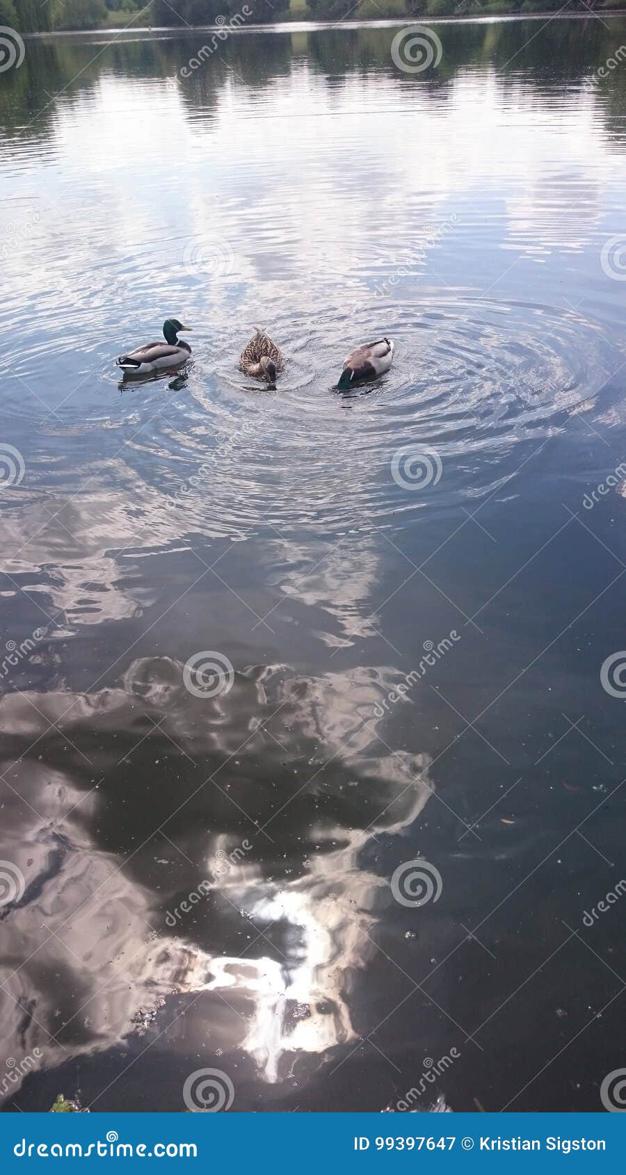 Dunking ducks stock image. Image of wetland, water, sunlight - 99397647