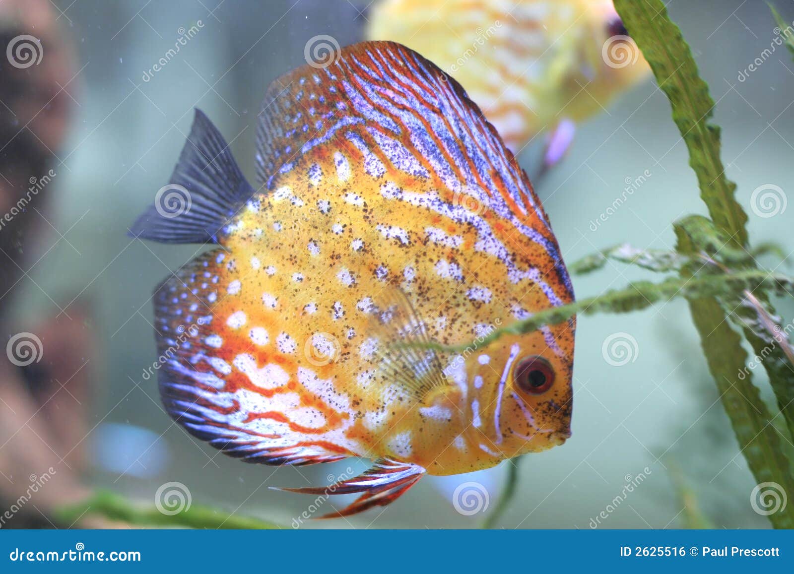 Dunkle Fische im Aquarium stockfoto. Bild von skala, farbe - 2625516
