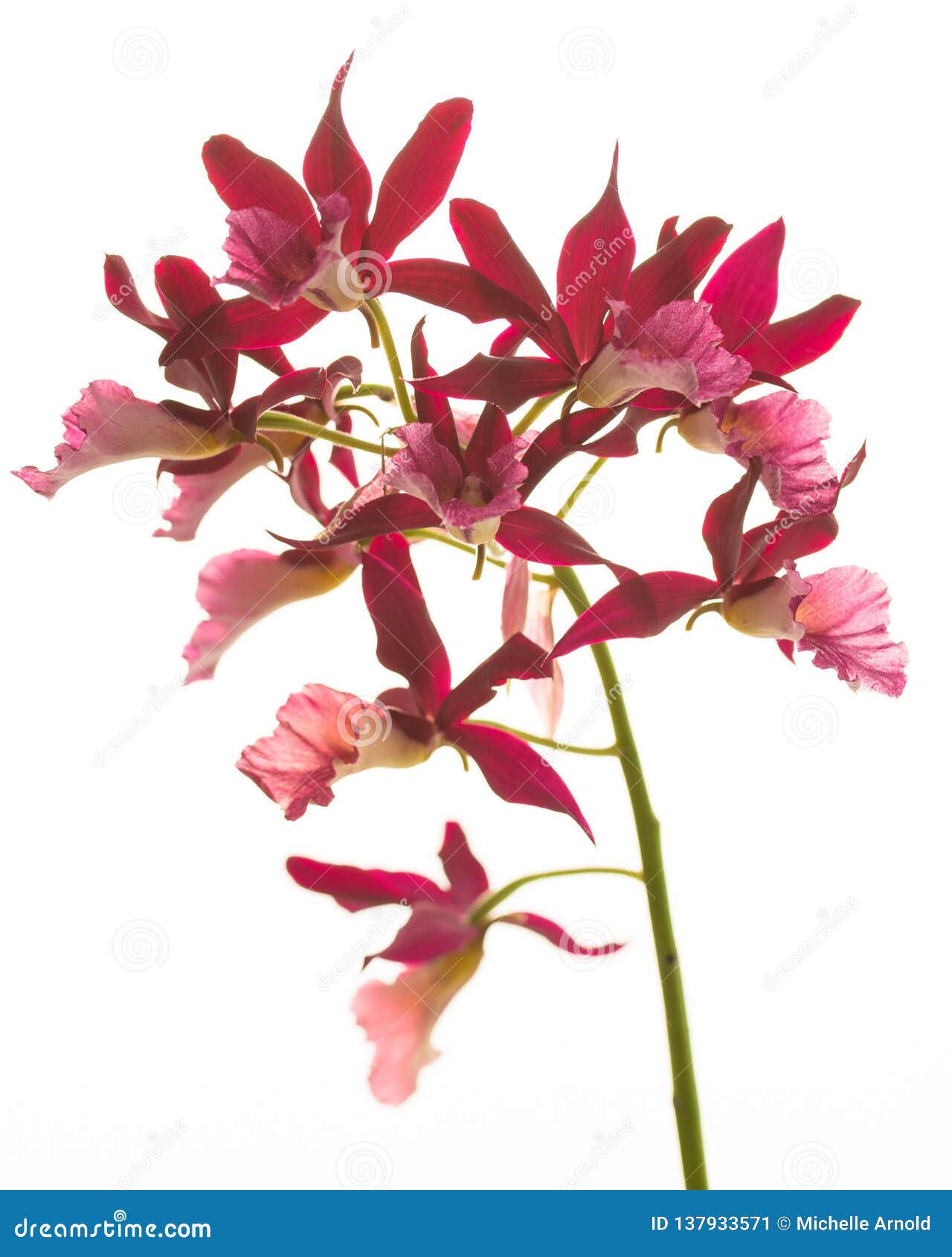 Dunkle Rosa Orchideen Auf Weißem Hintergrund Stockbild - Bild von makro ...