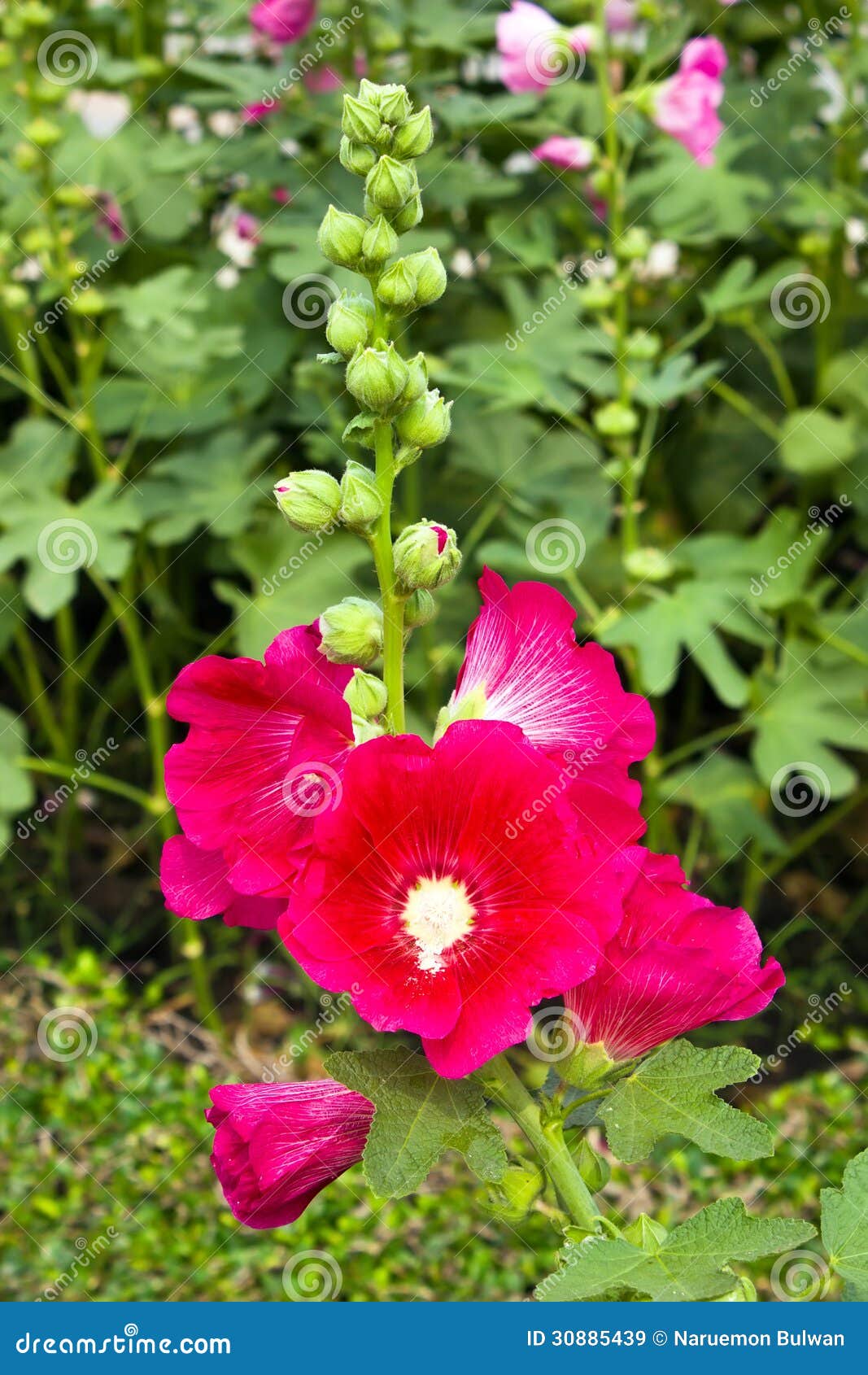 Dunkle Rosa Stockroseblume Im Garten Stockbild - Bild von blume, schön ...