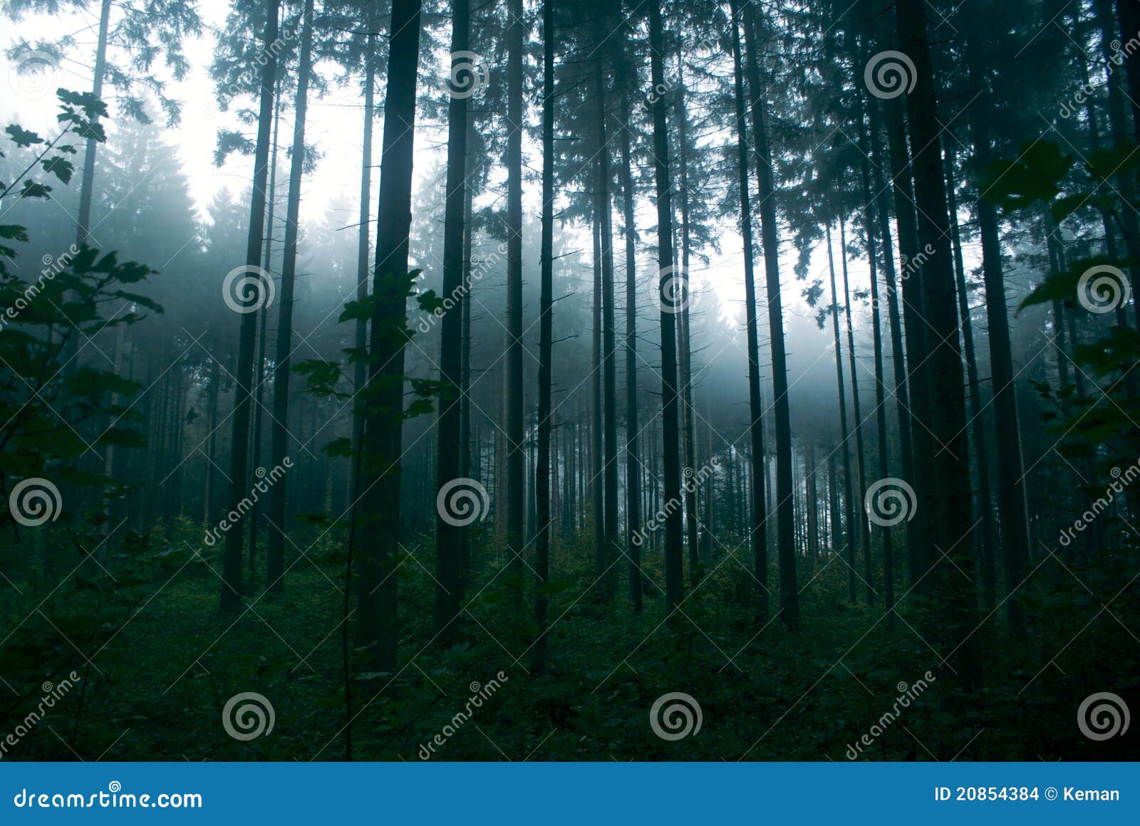 Dunkler Wald stockfoto. Bild von harry, magie, dunst - 20854384