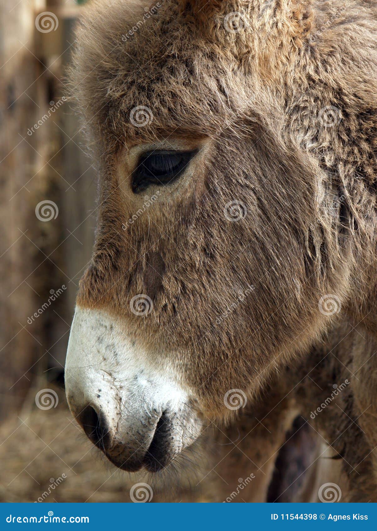 Dunky portrait stock photo. Image of milk, nose, cattle - 11544398