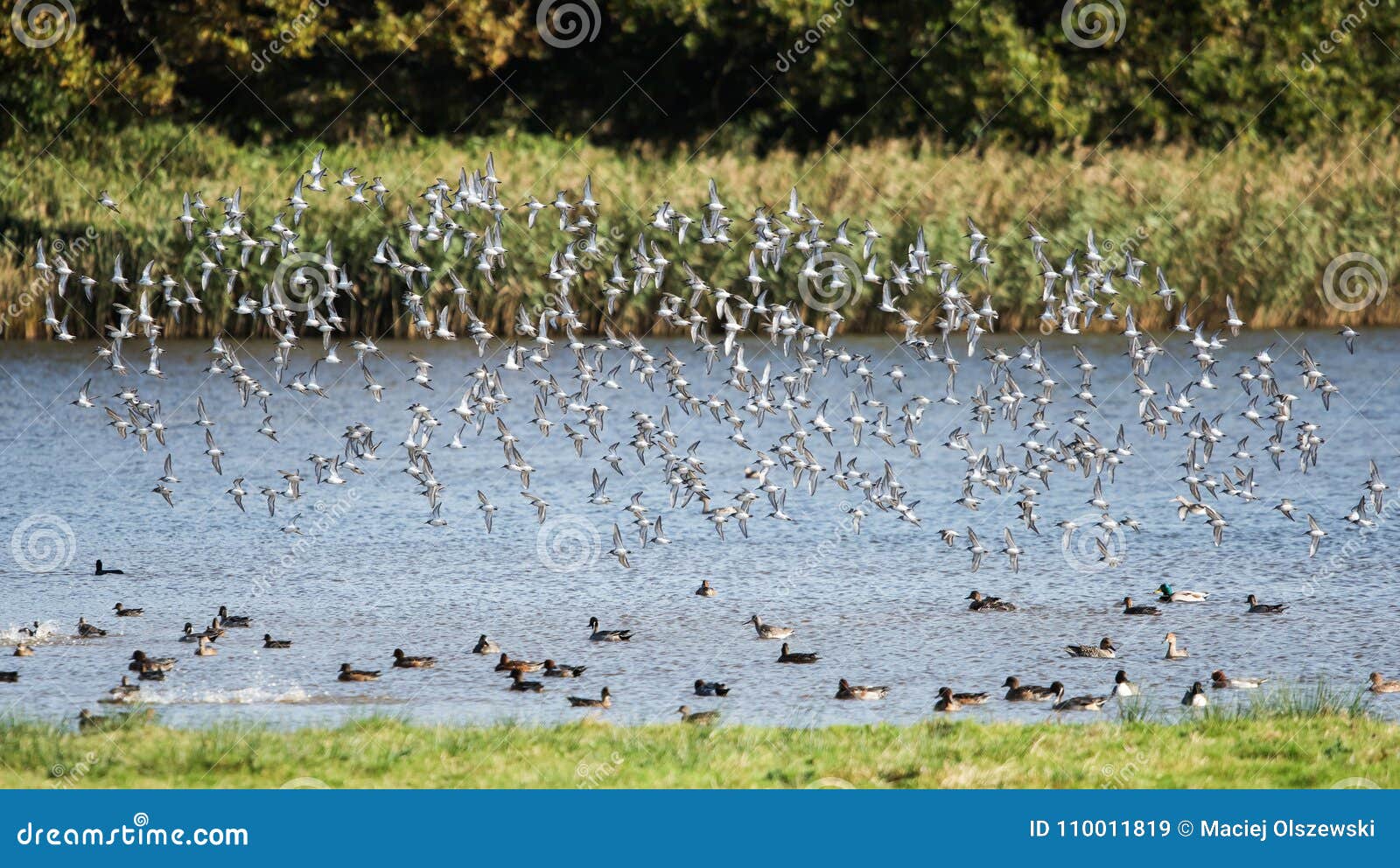 Dunlin, Calidris alpine stock image. Image of single - 110011819
