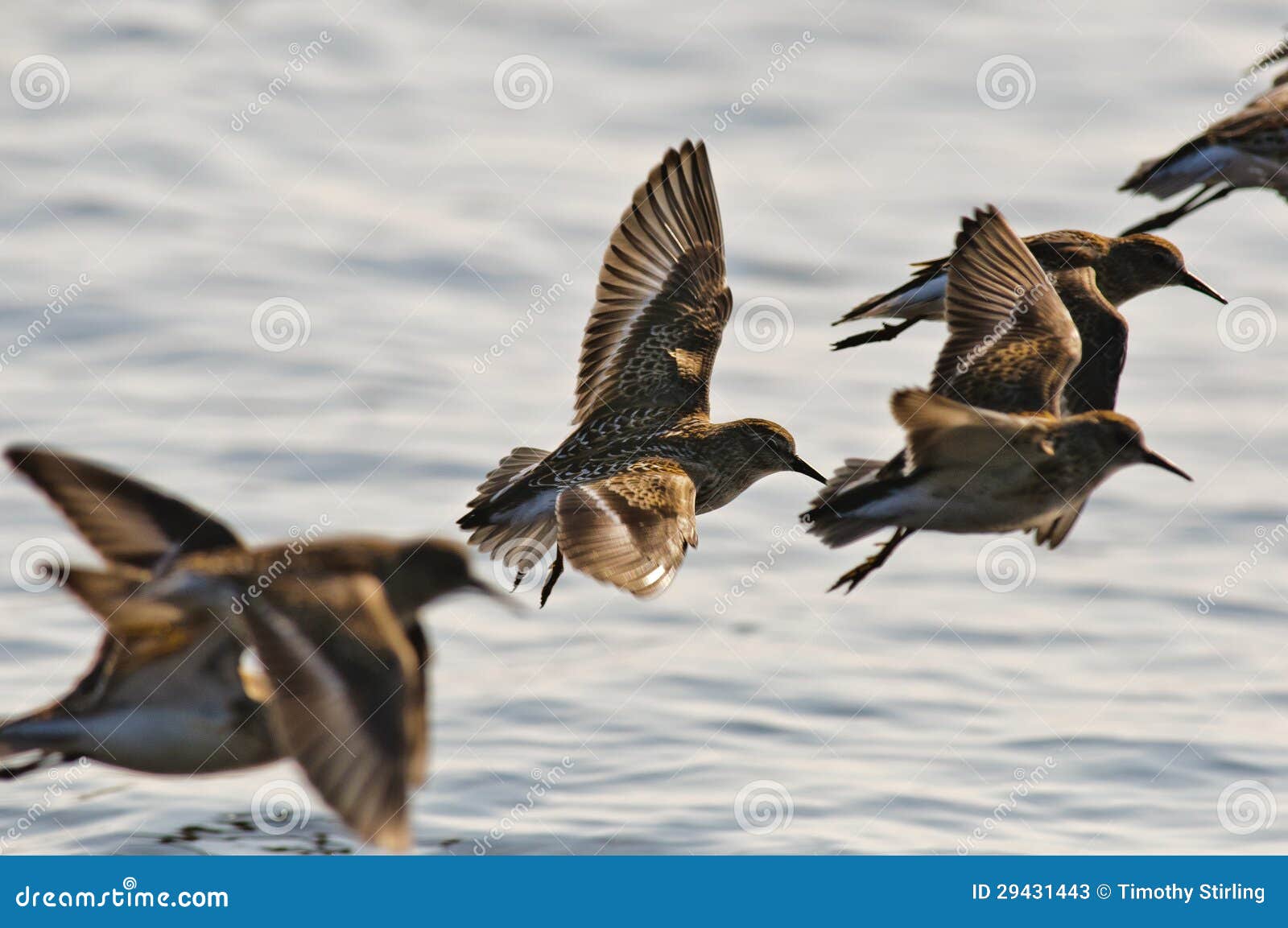 Dunlin in Flight stock image. Image of feather, sand - 29431443