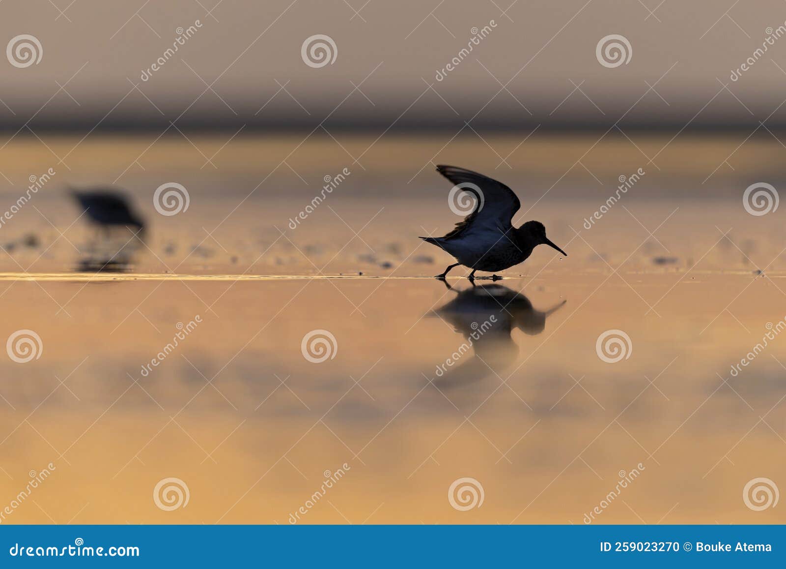 A Dunlin in Flight during Fall Migration on the Beach. Stock Photo ...