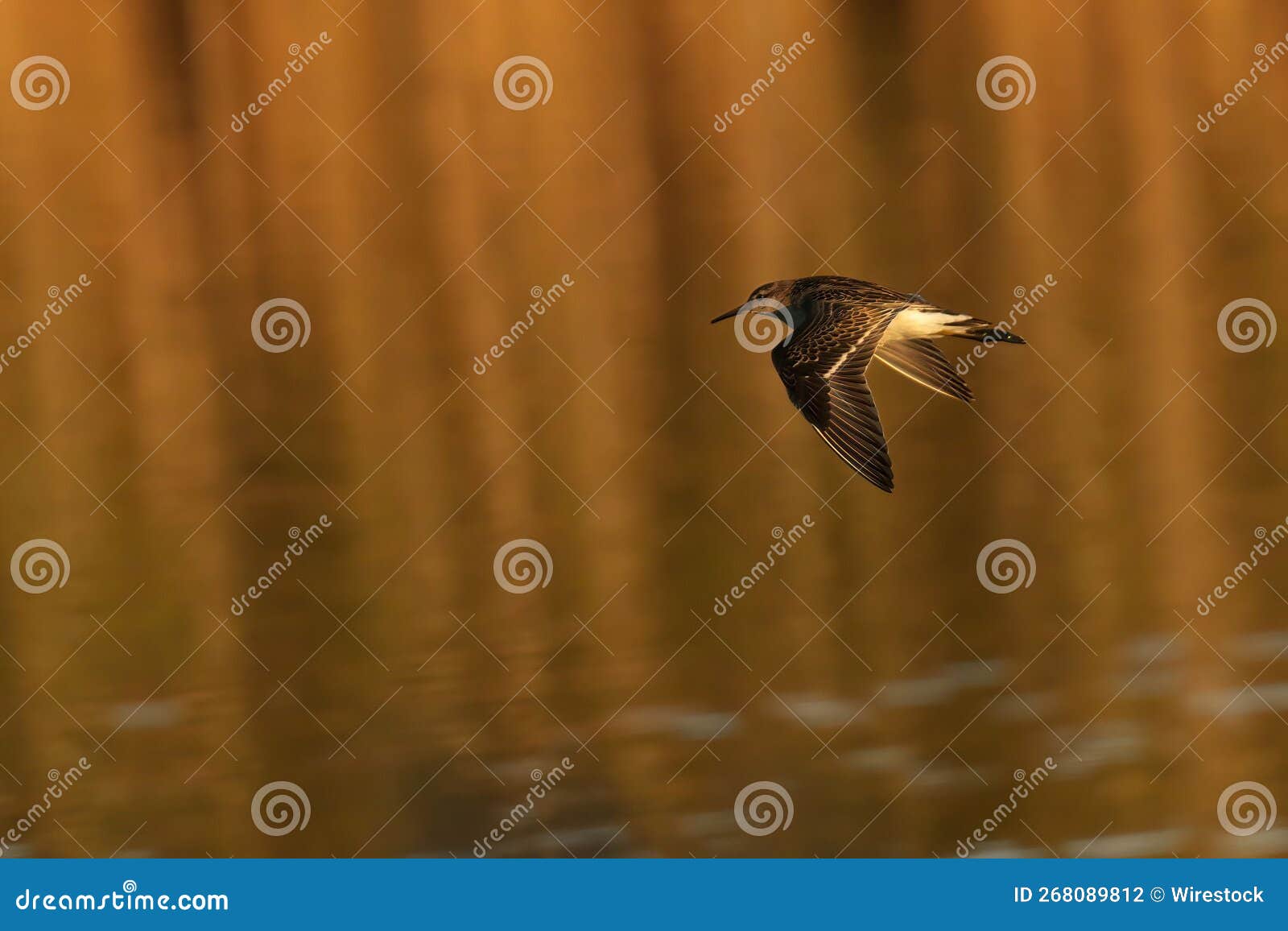 Dunlin during Flight Over Water Stock Photo - Image of beak, park ...