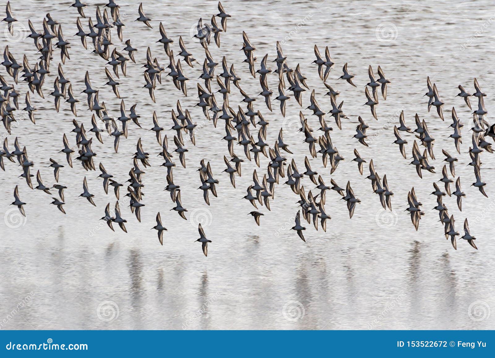 Flock of flying Dunlin stock photo. Image of group, flying - 153522672