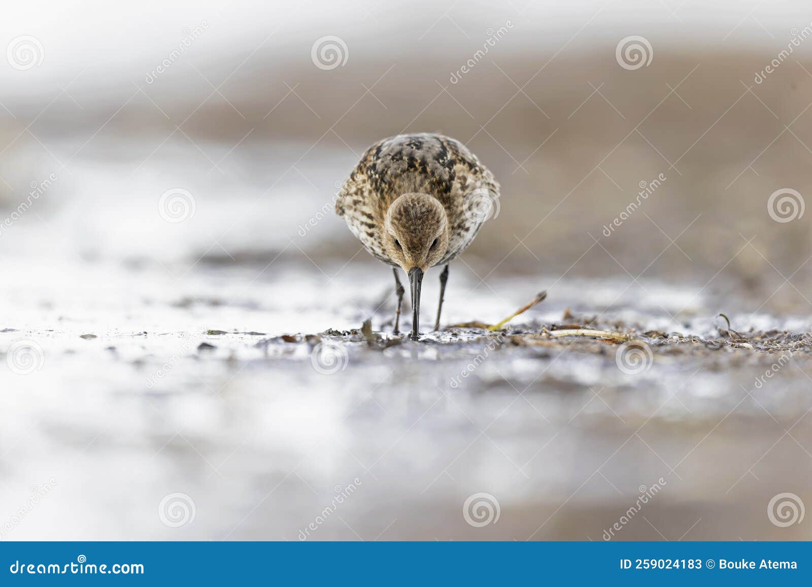 Dunlin Foraging during Fall Migration on the Beach. Stock Image - Image ...