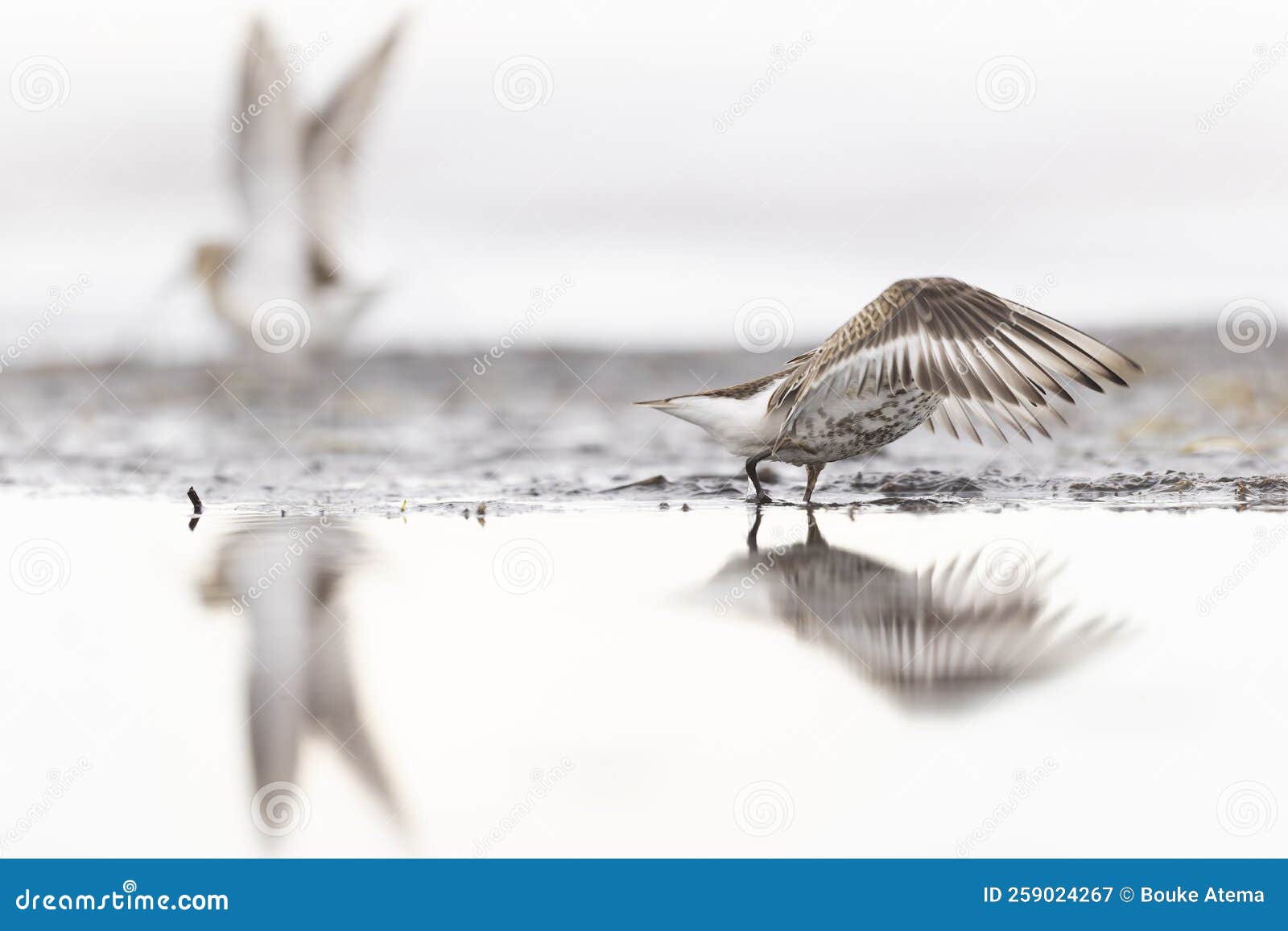 Dunlin Foraging during Fall Migration on the Beach. Stock Image - Image ...