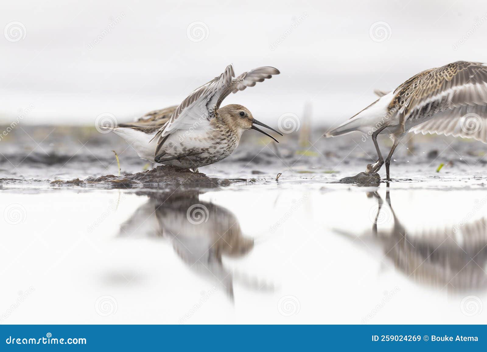 Dunlin Foraging during Fall Migration on the Beach. Stock Image - Image ...