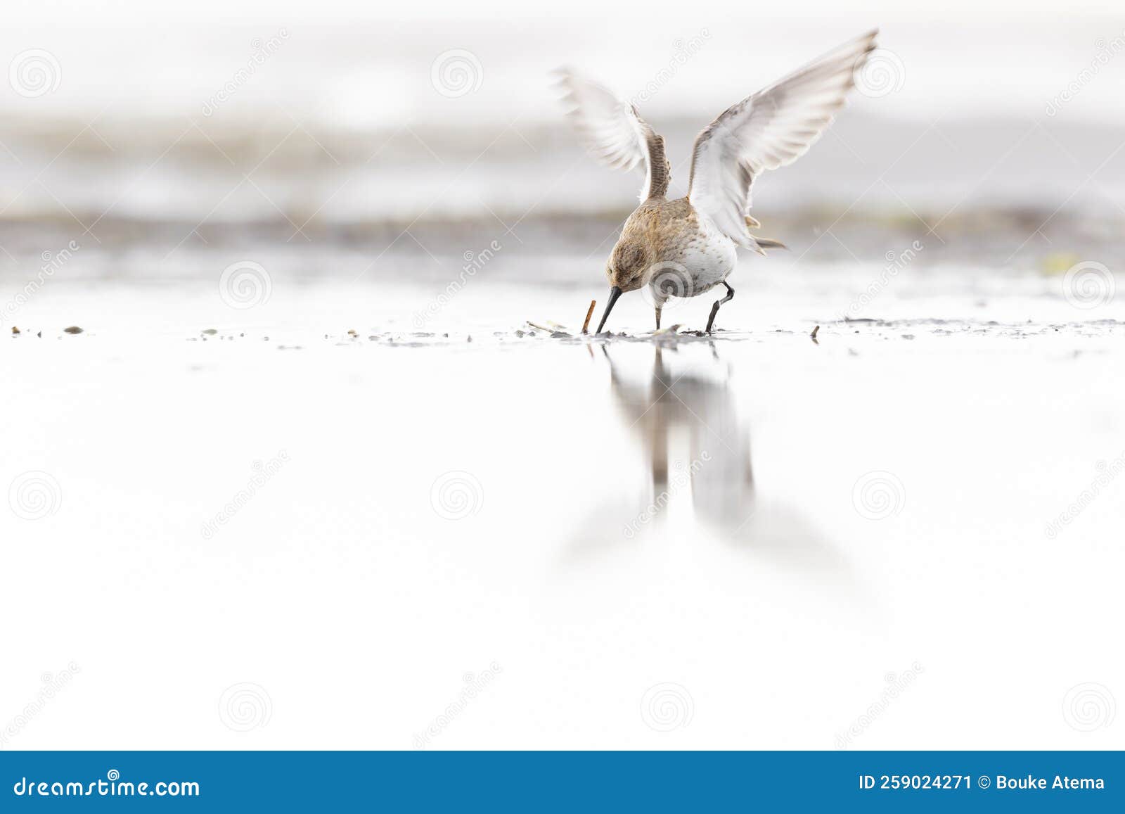 Dunlin Foraging during Fall Migration on the Beach. Stock Image - Image ...