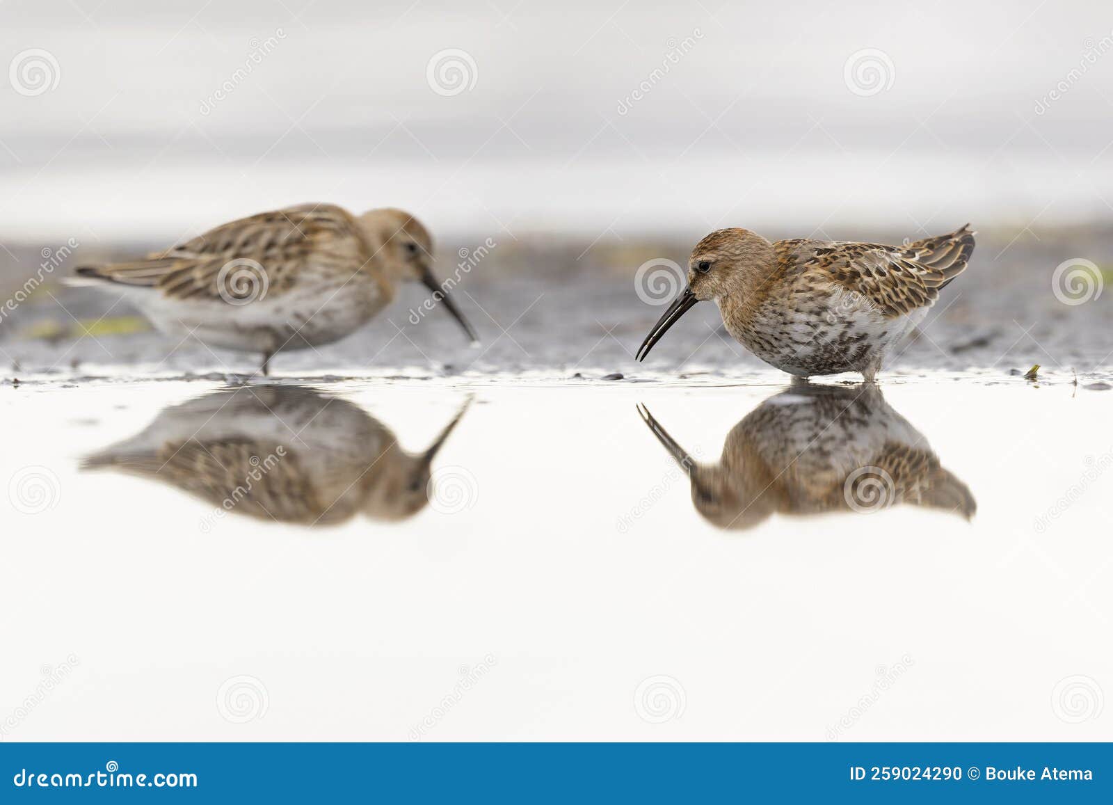 Dunlin Foraging during Fall Migration on the Beach. Stock Photo - Image ...