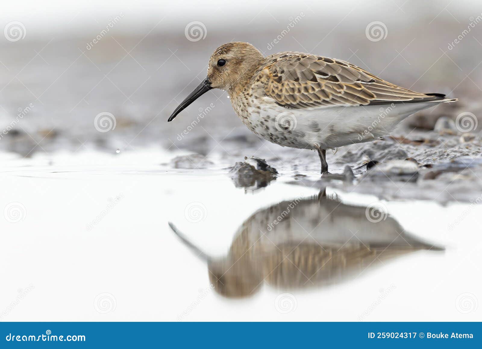 Dunlin Foraging during Fall Migration on the Beach. Stock Image - Image ...