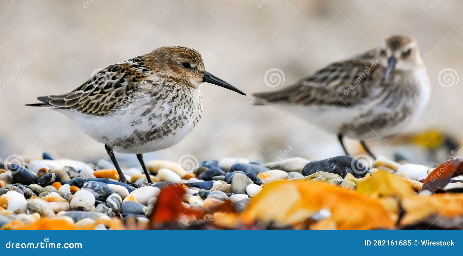 Dunlin perching on rocks stock image. Image of nature - 282161685