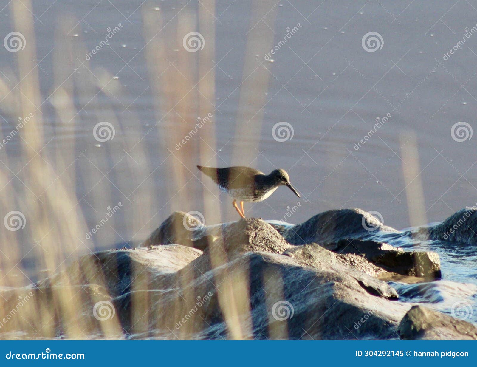 Dunlin On The Rocks Royalty-Free Stock Photo | CartoonDealer.com #304292145