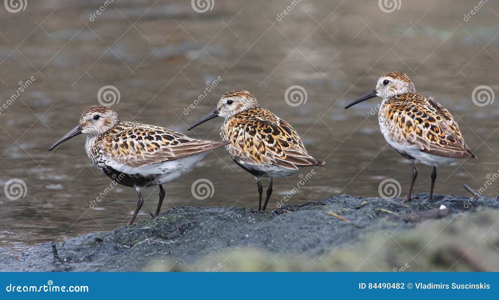 The dunlin stock photo. Image of dowitcher, snipe, nature - 84490482