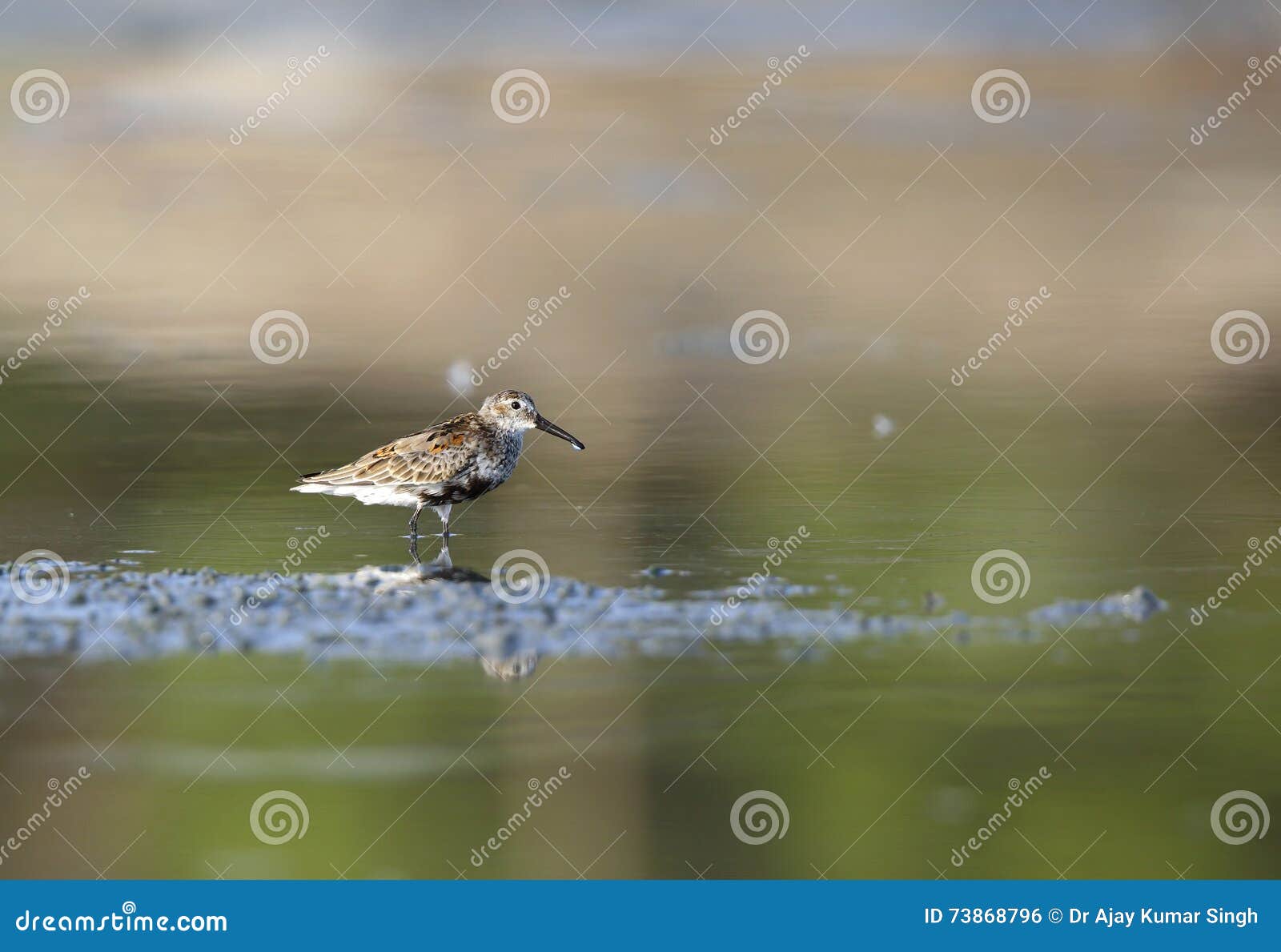 Dunlin stock photo. Image of slender, wild, pointed, small - 73868796