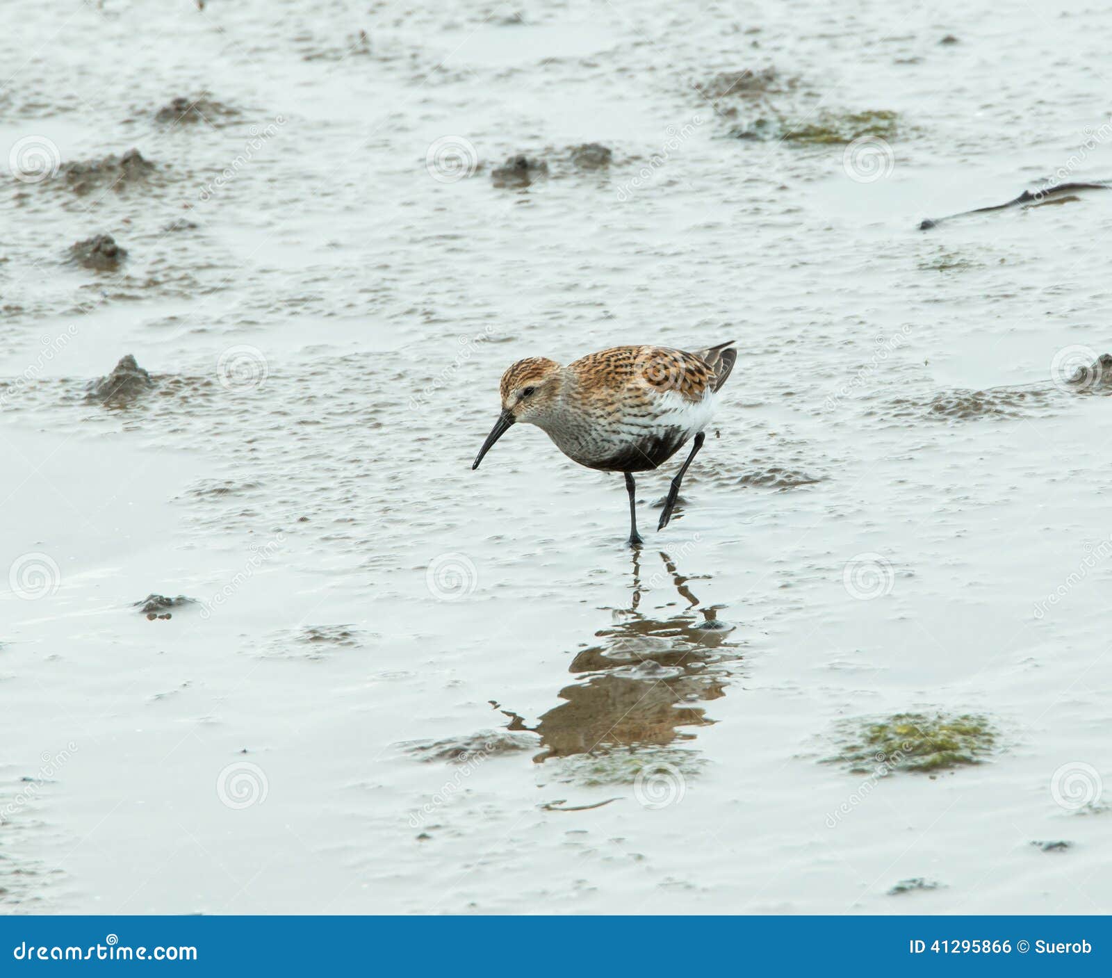 Dunlin stock photo. Image of bird, shorebird, wader, beach - 41295866