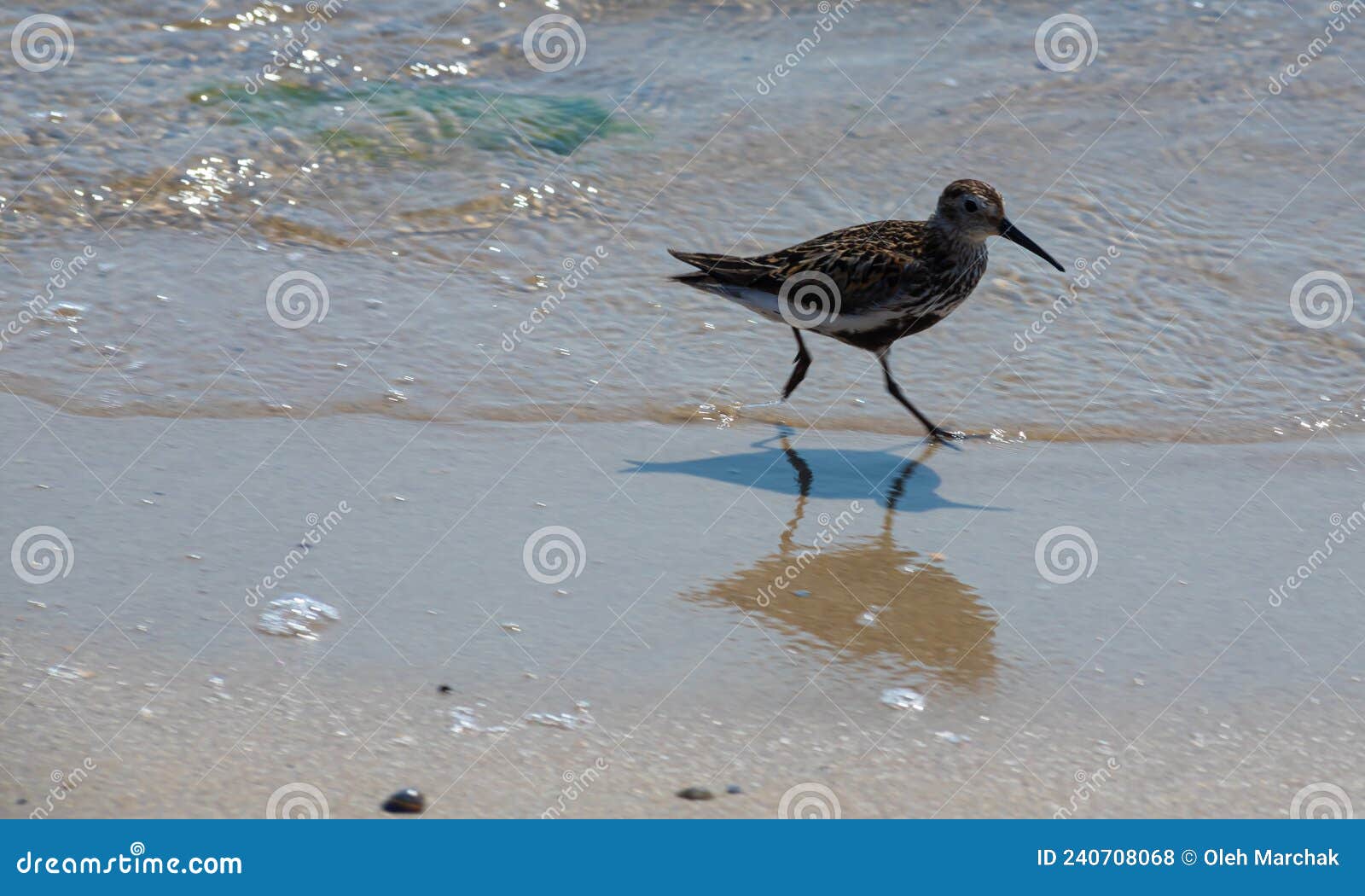 A Dunlin is Walking on the Beach. Also Known As a Red-backed Sandpiper ...