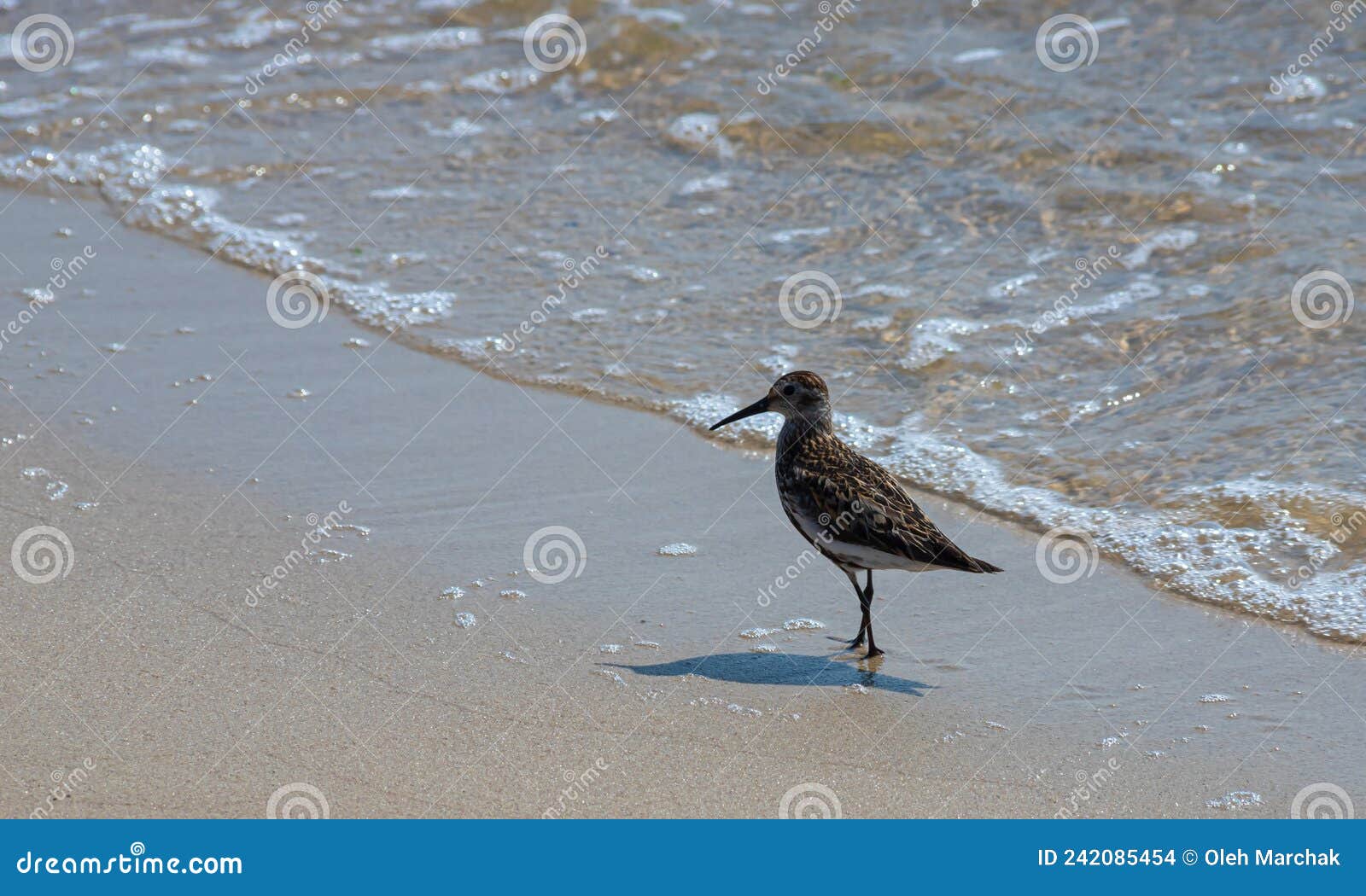 A Dunlin is Walking on the Beach. Also Known As a Red-backed Sandpiper ...