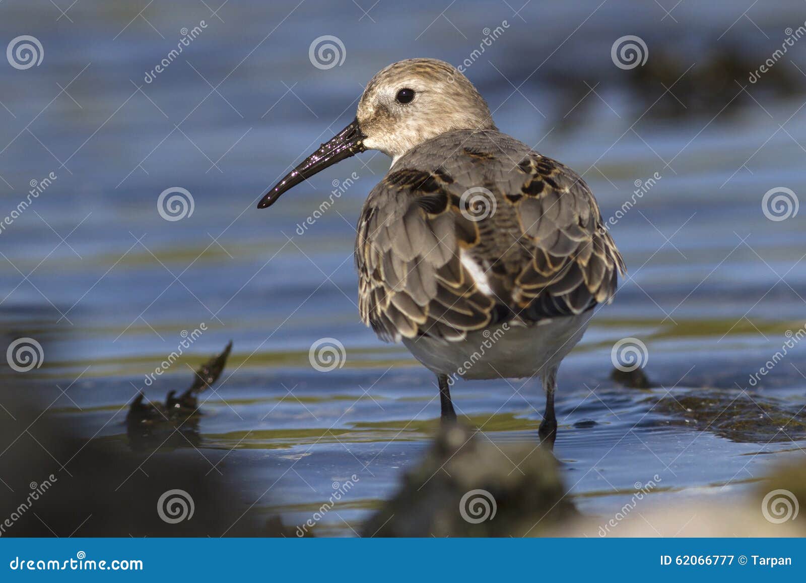 Dunlin Which Stands at the Edge of the Water Turning His Head Stock ...