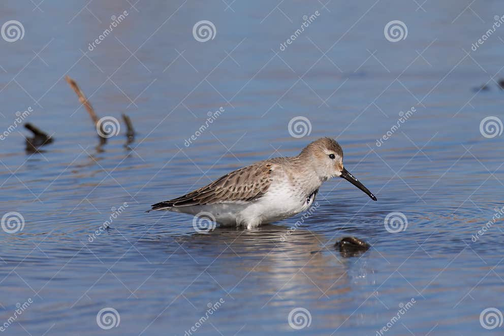Dunlint in Mud Lotus Root Field Stock Image - Image of lotus, plover ...
