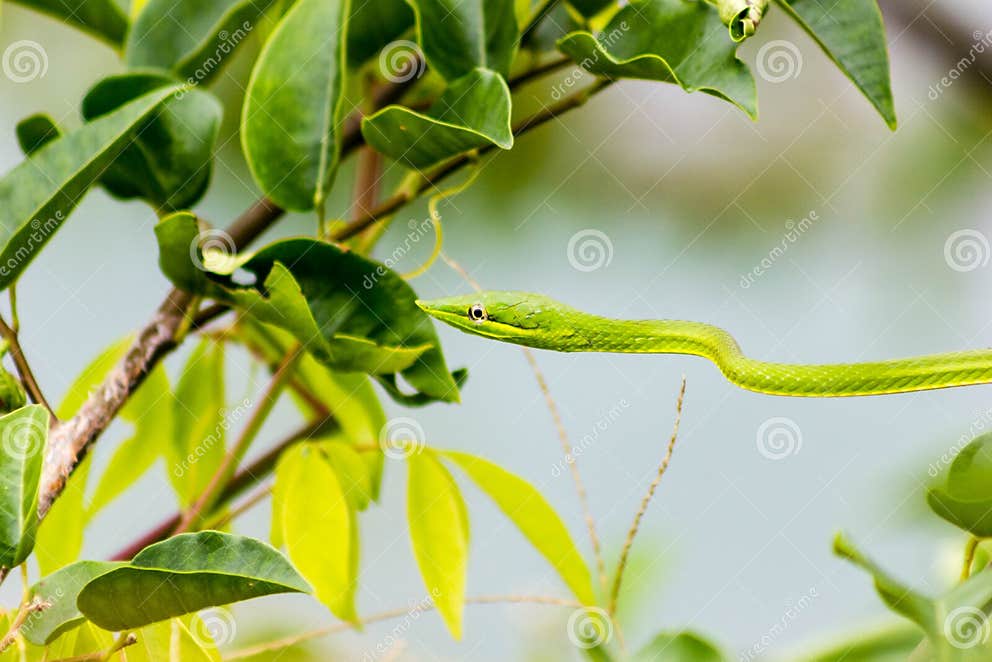 Dunne groene slang stock foto. Image of giftig, sluit - 41108978