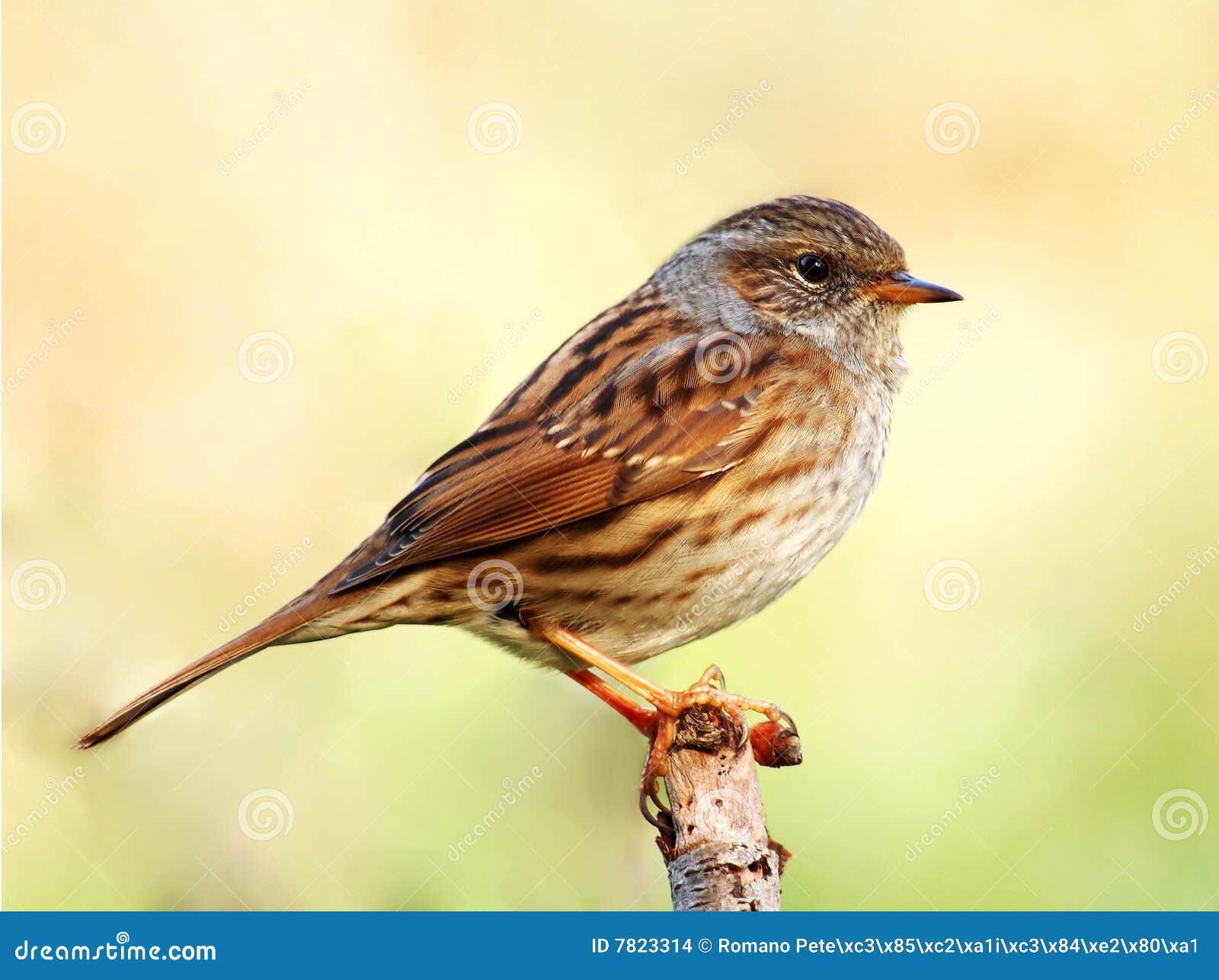 Dunnock stock photo. Image of bird, visitor, grey, feather - 7823314
