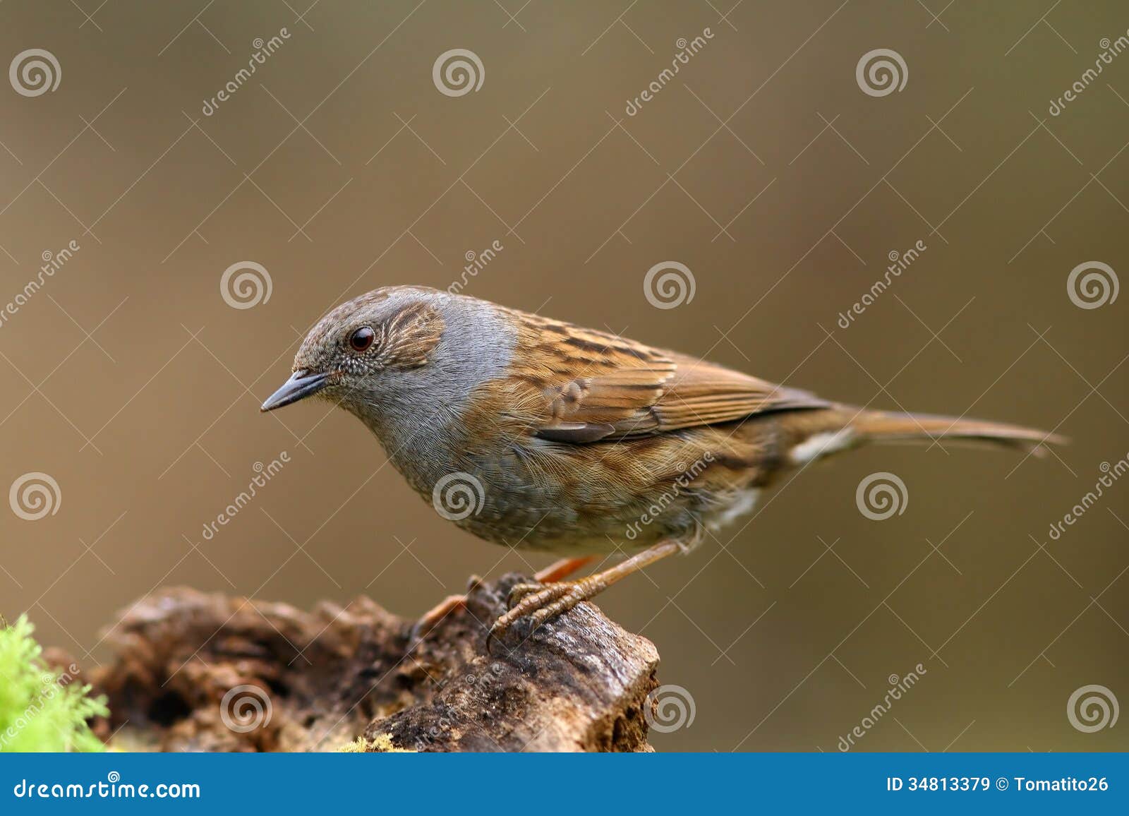 Dunnock bird stock image. Image of feathered, fauna, animal - 34813379