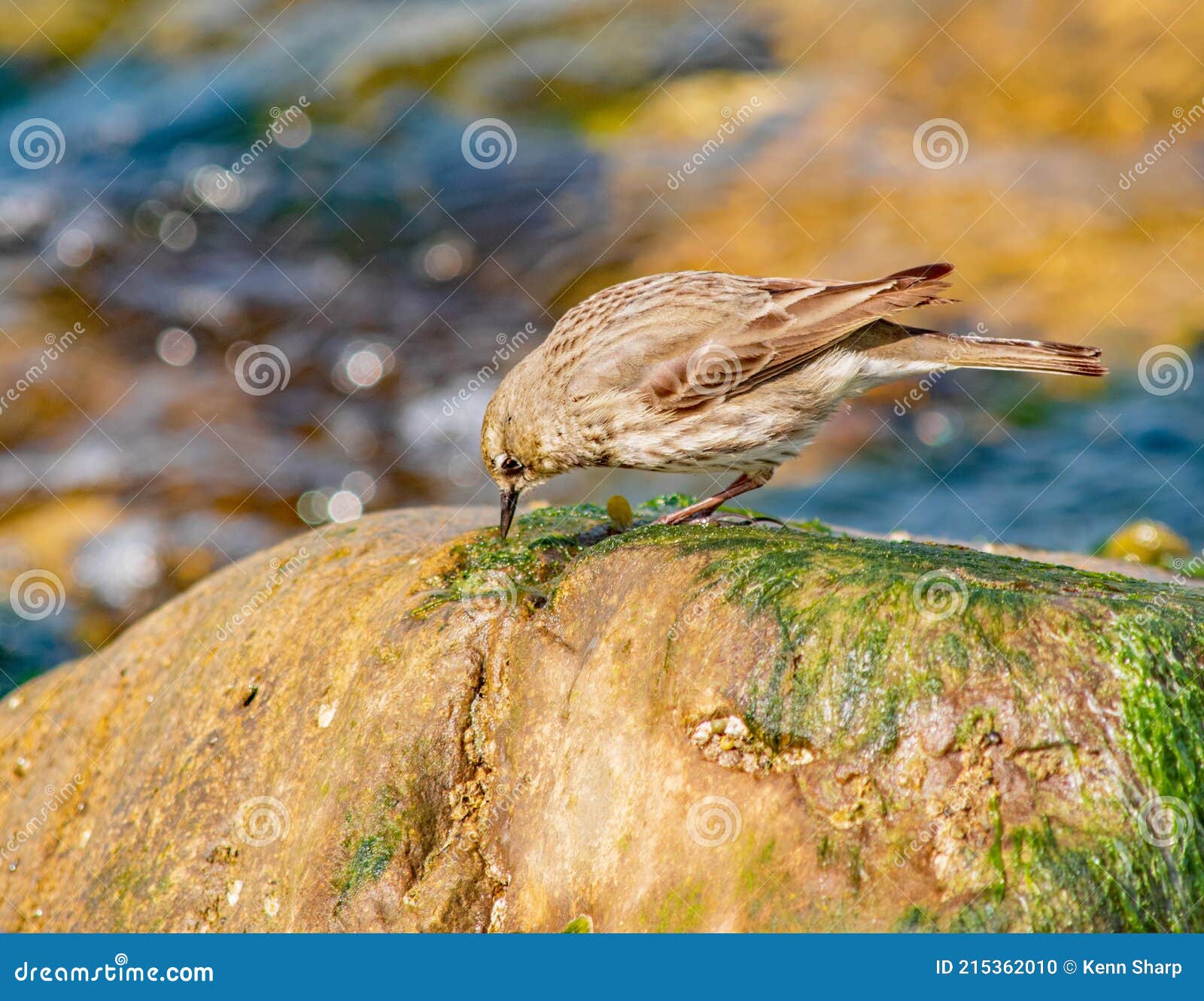 Dunnock Bird Cracking a Seaside Rock with it,s Beak Stock Photo - Image ...