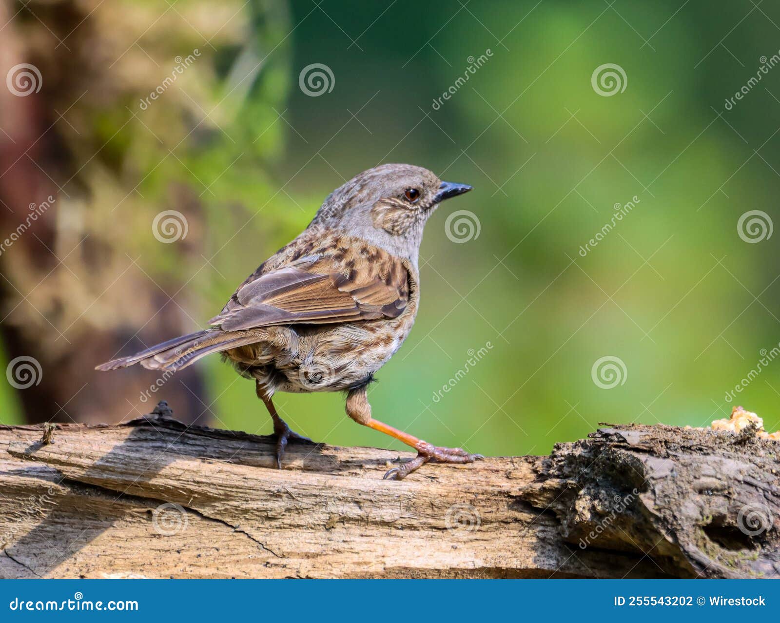 Dunnock bird on a log stock photo. Image of animal, wood - 255543202
