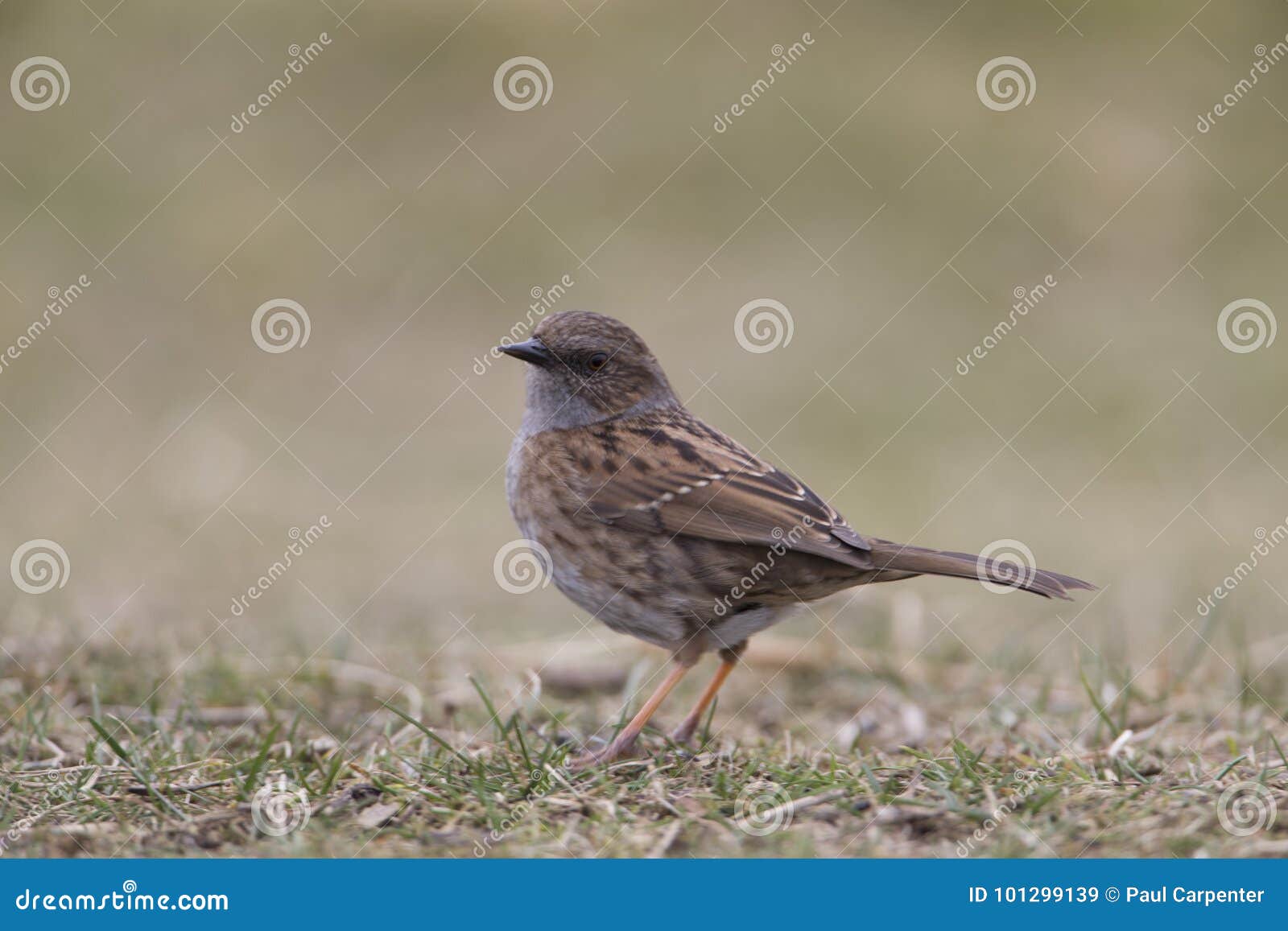 Dunnock bird perched stock image. Image of behaviour - 101299139